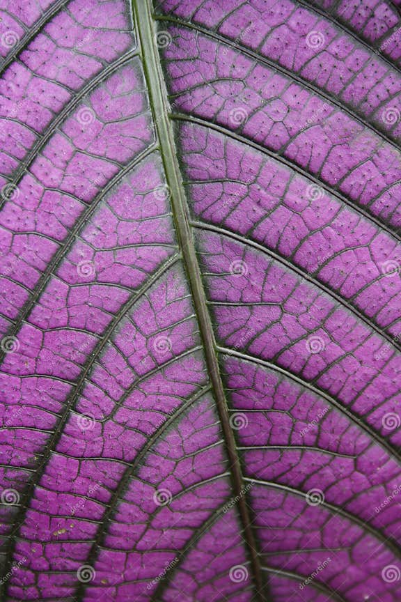 Purple leaf pattern stock image. Image of details, leaf - 309969