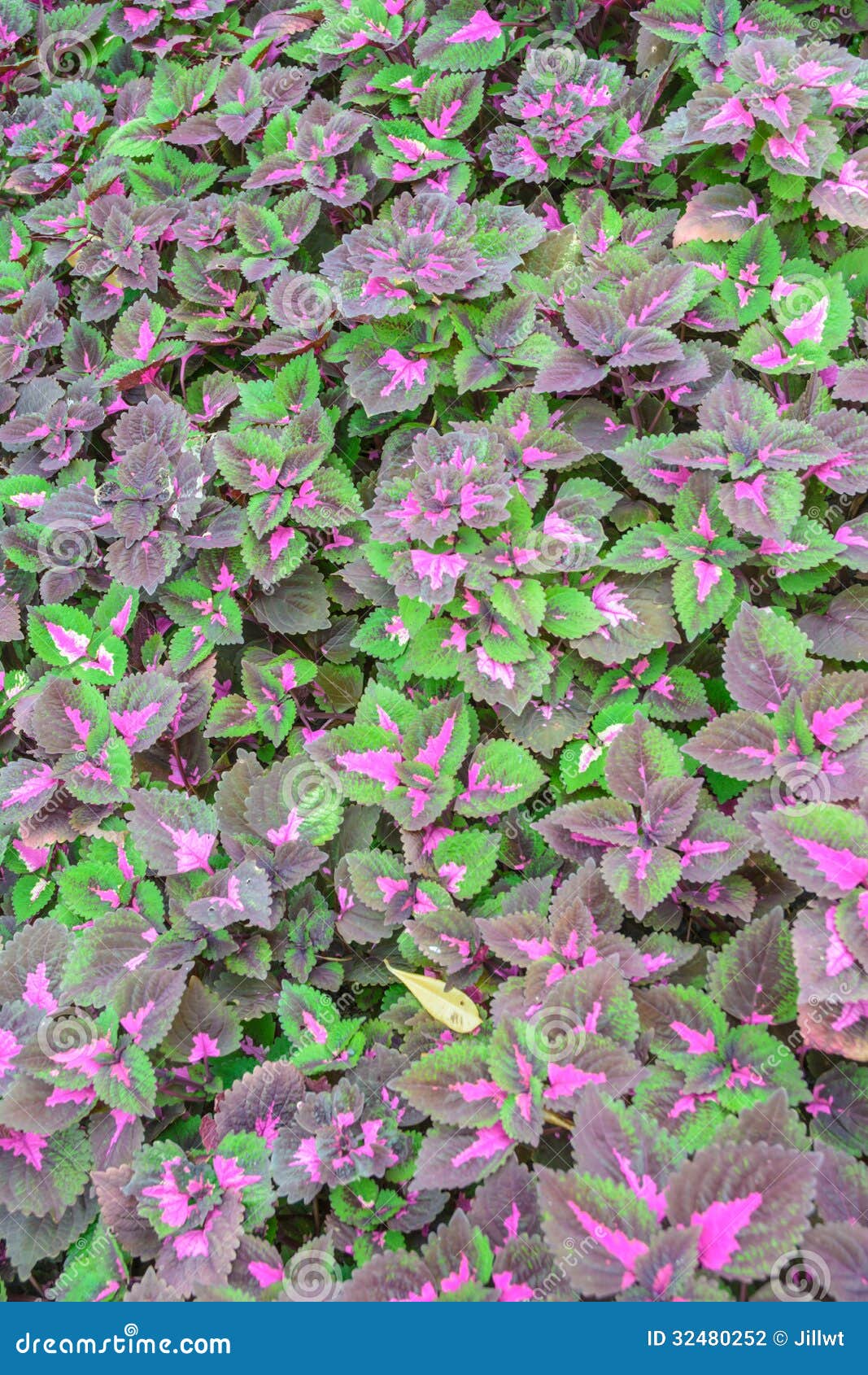 Purple leaf pattern stock photo. Image of outdoor, green - 32480252