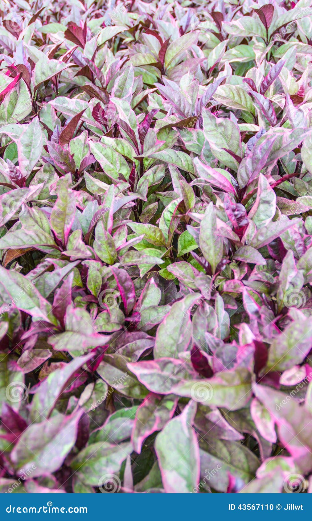 Purple leaf pattern stock photo. Image of view, leaf - 43567110