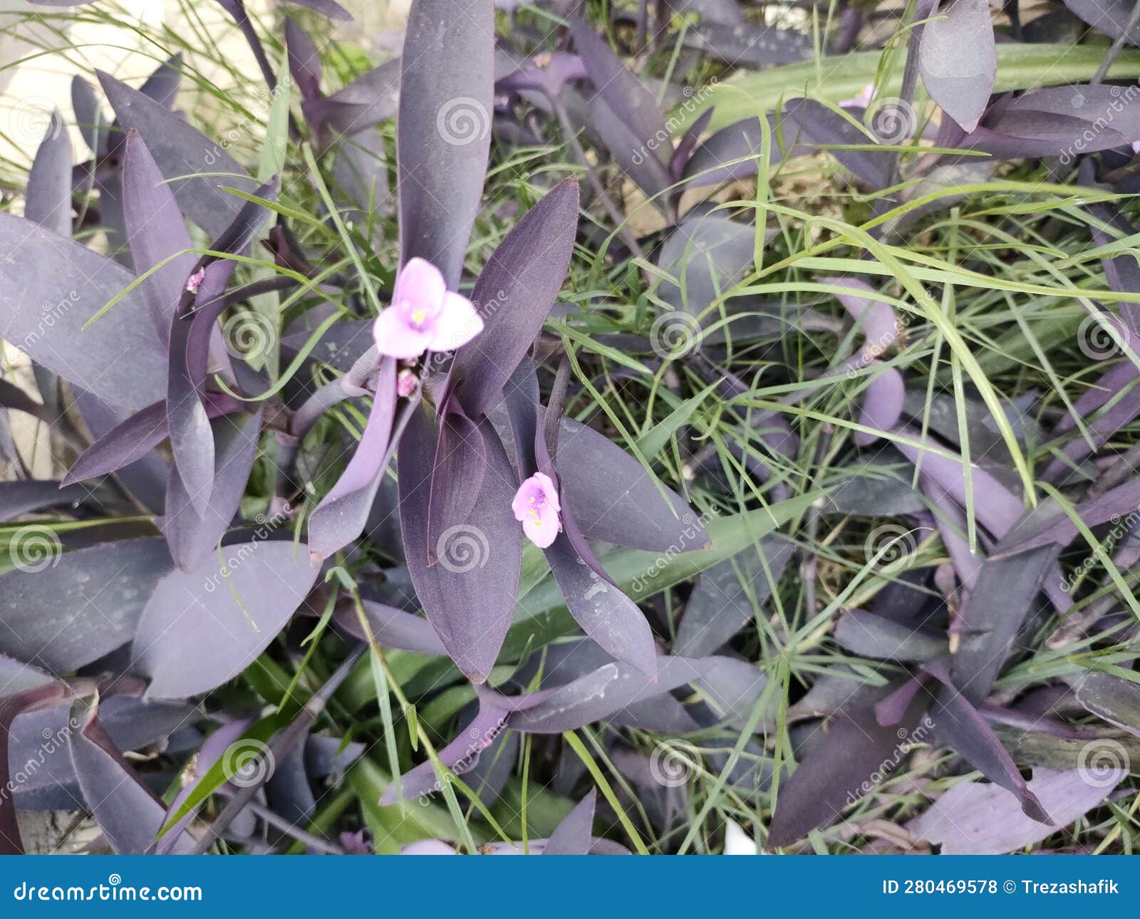 Purple leaf plant . stock photo. Image of plant, garden - 280469578