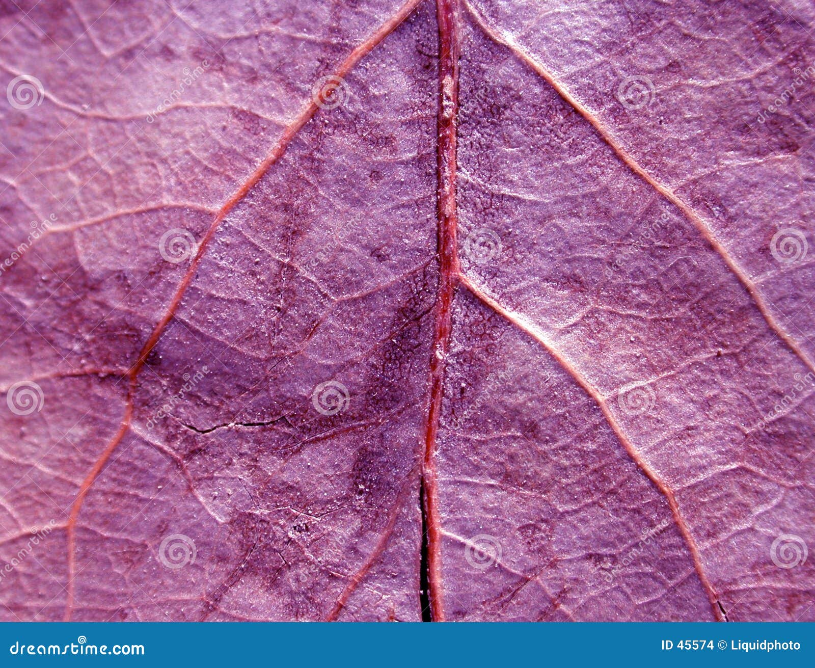 Purple Leaf Pattern Royalty-Free Stock Photo | CartoonDealer.com #309969