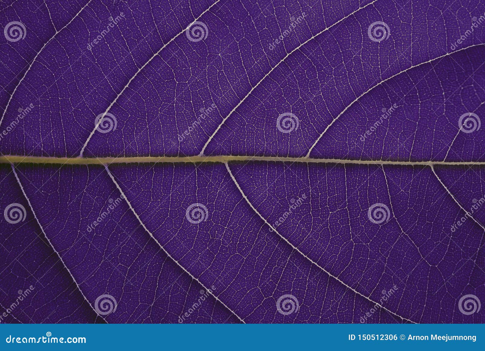 Purple Leaf Texture Background Stock Photo - Image of bright, biology ...