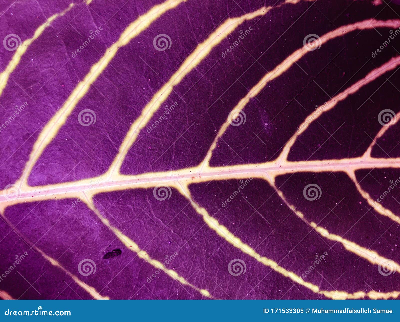 Purple Leaf Texture Background. Wallpaper for Design, Closeup View ...