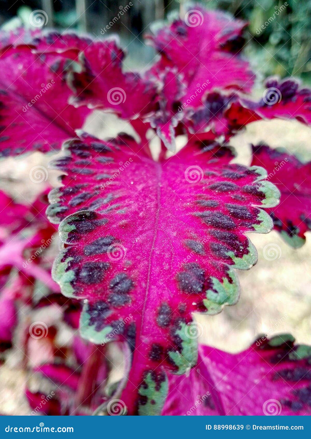 Purple Leaf stock image. Image of purpleleaf, uncommonleaf - 88998639