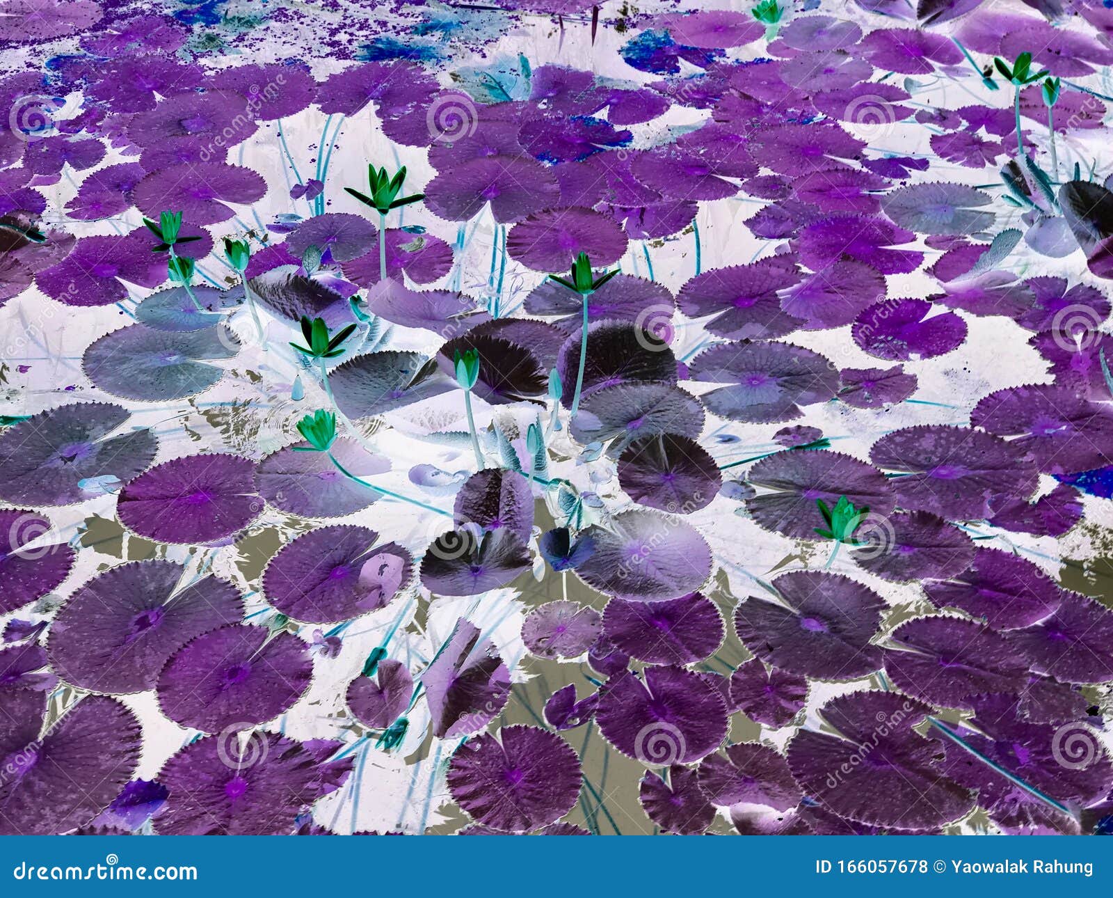 Purple Leave Tree Texture Pattern Background Stock Photo - Image of ...