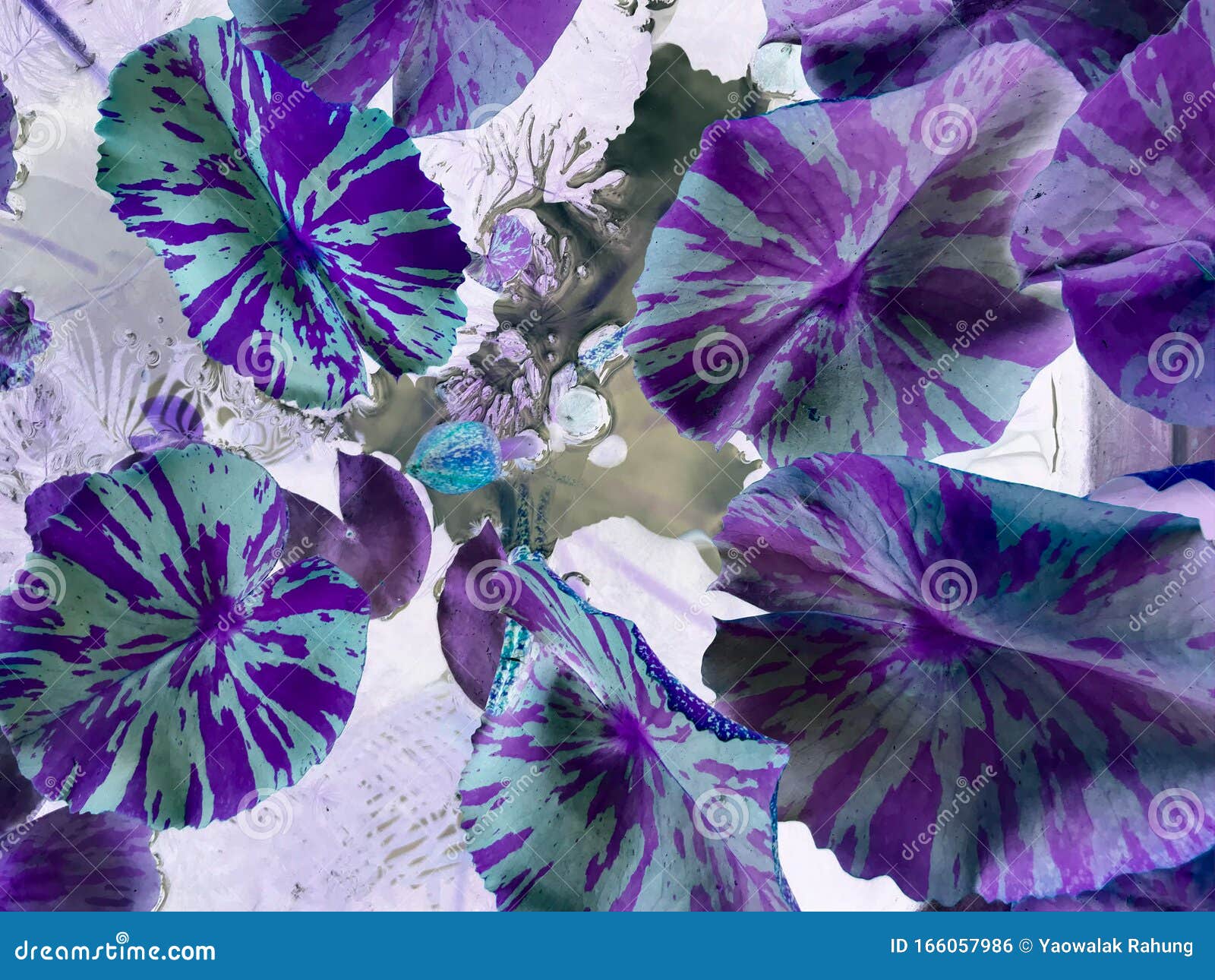 Purple Leave Tree Texture Pattern Background Stock Photo - Image of ...