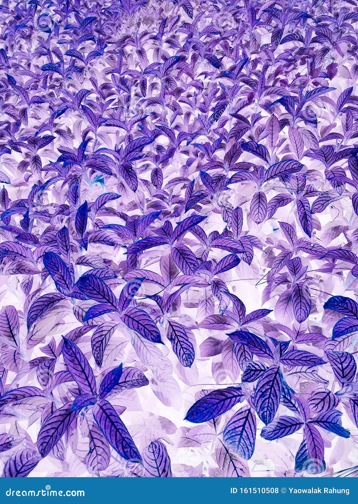 Purple Leave Tree Texture Pattern Stock Photo - Image of concept ...