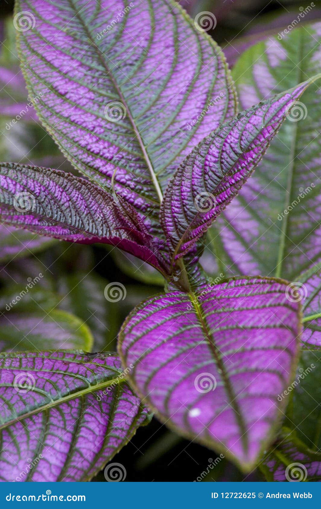 Purple Leaves Of Paddle Plant, Flapjacks, Desert Cabbage, Kalanchoe ...