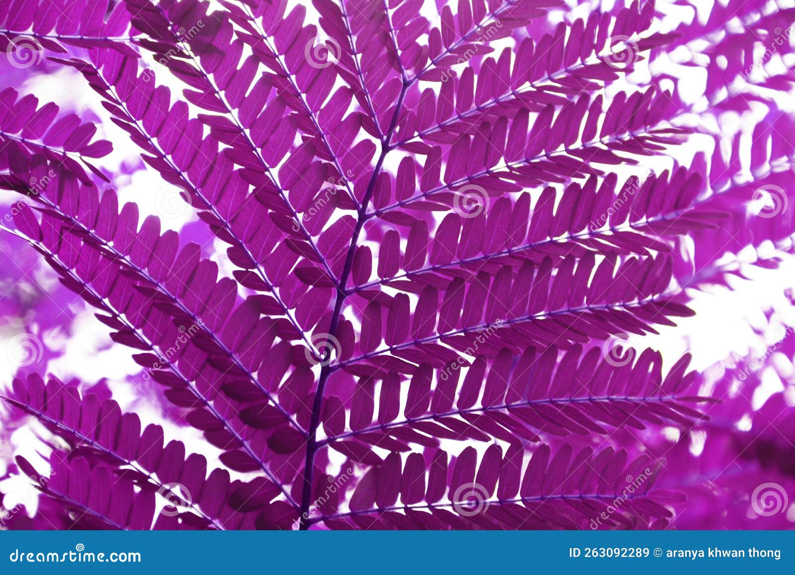 Purple Leaves Full Frame for the Background Stock Image - Image of ...