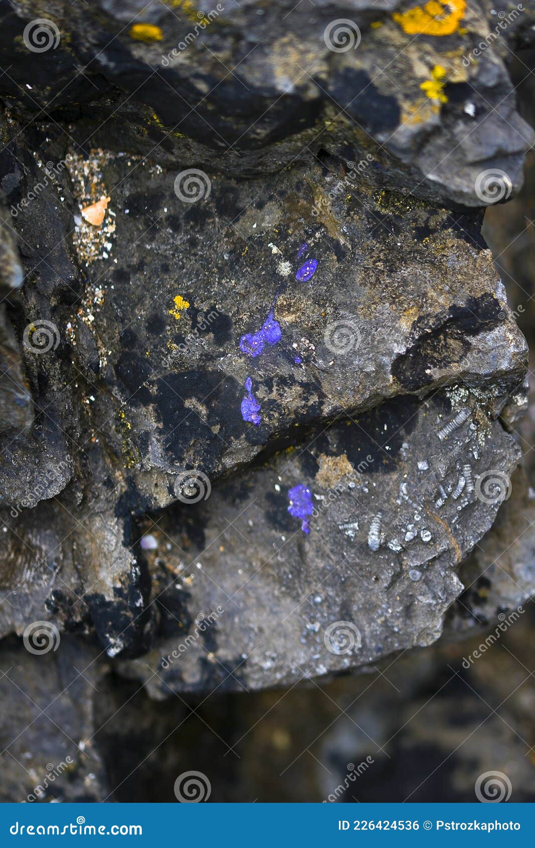 Purple lichen on the stone stock photo. Image of floor - 226424536