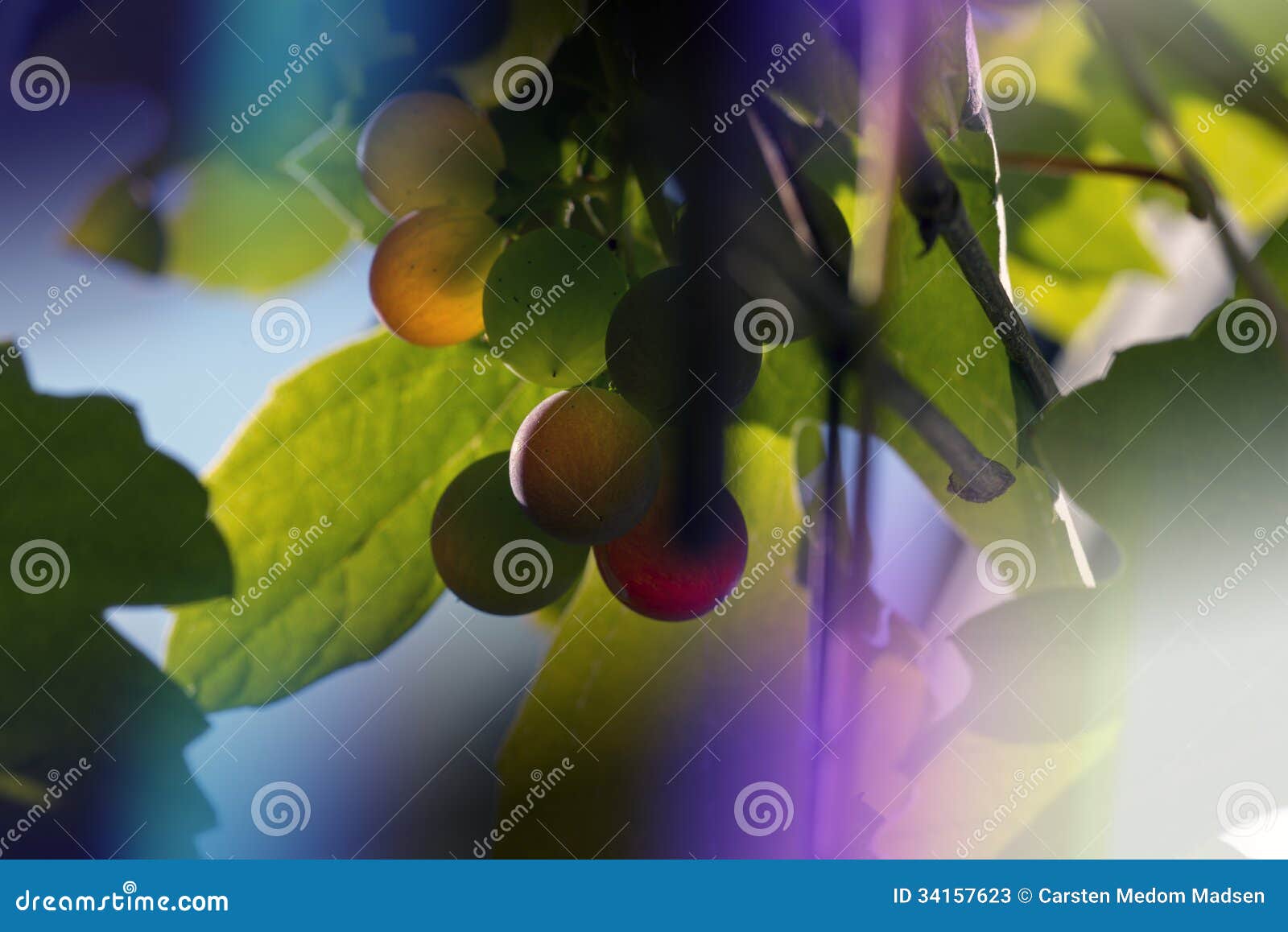 Purple light and grapes stock image. Image of bright - 34157623
