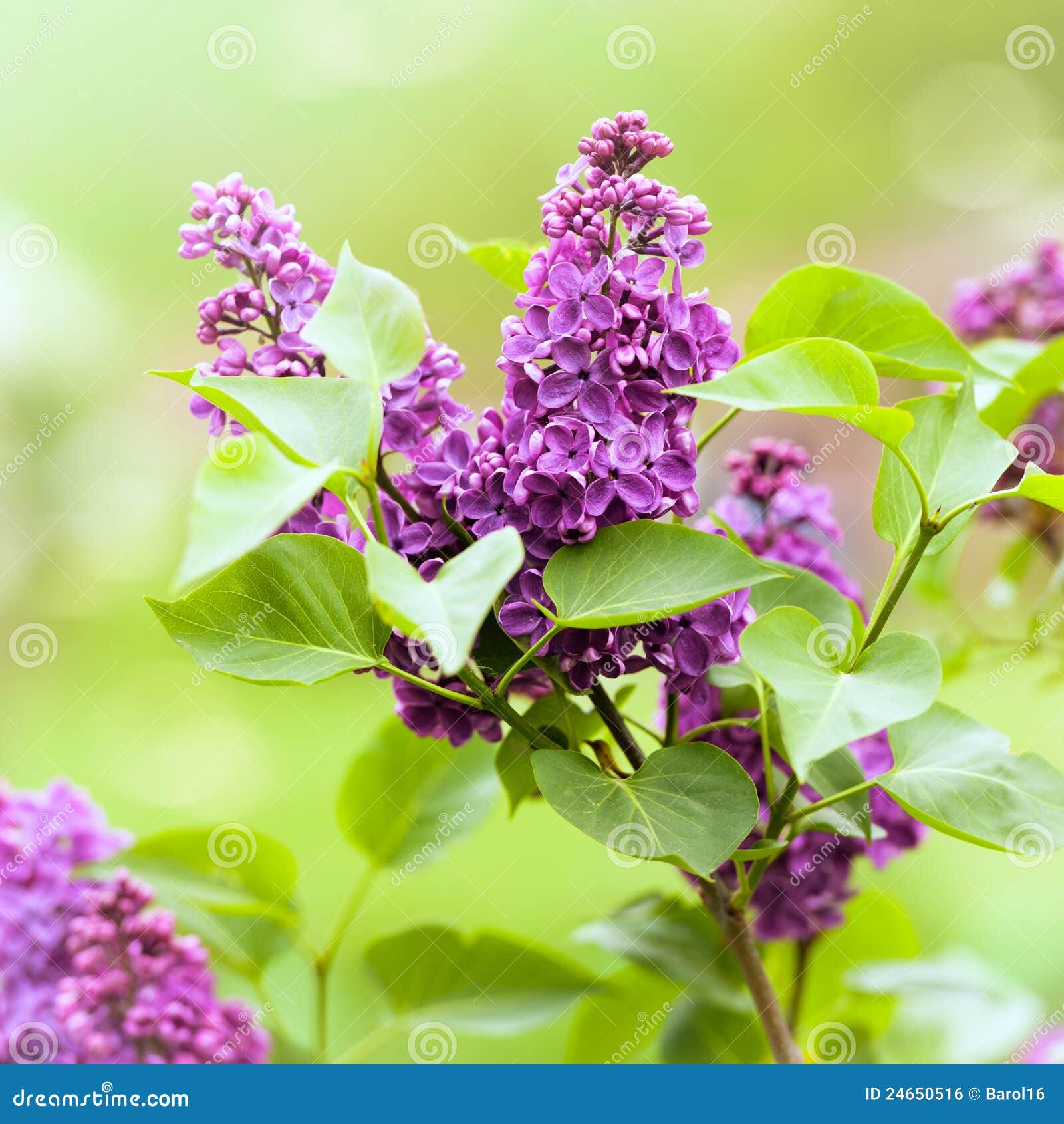 Purple Lilac stock photo. Image of plant, close, vibrant - 24650516