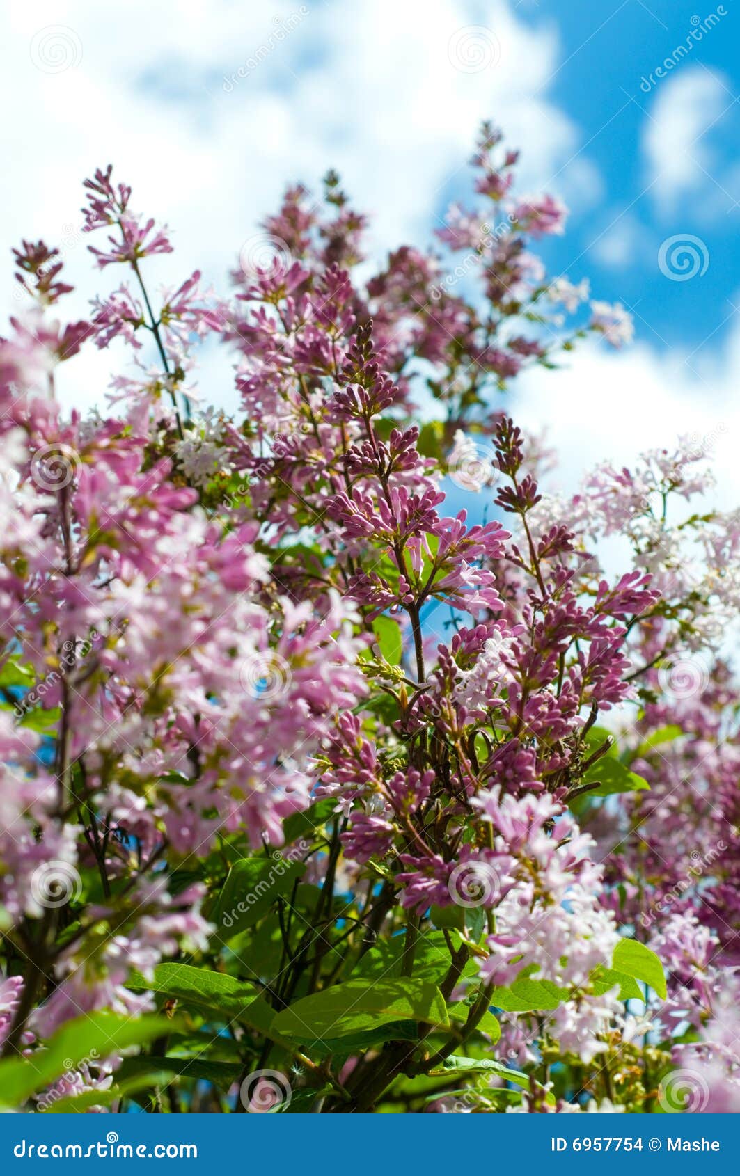 Lilac Blooming In The Park Of Green Trees Stock Photography ...