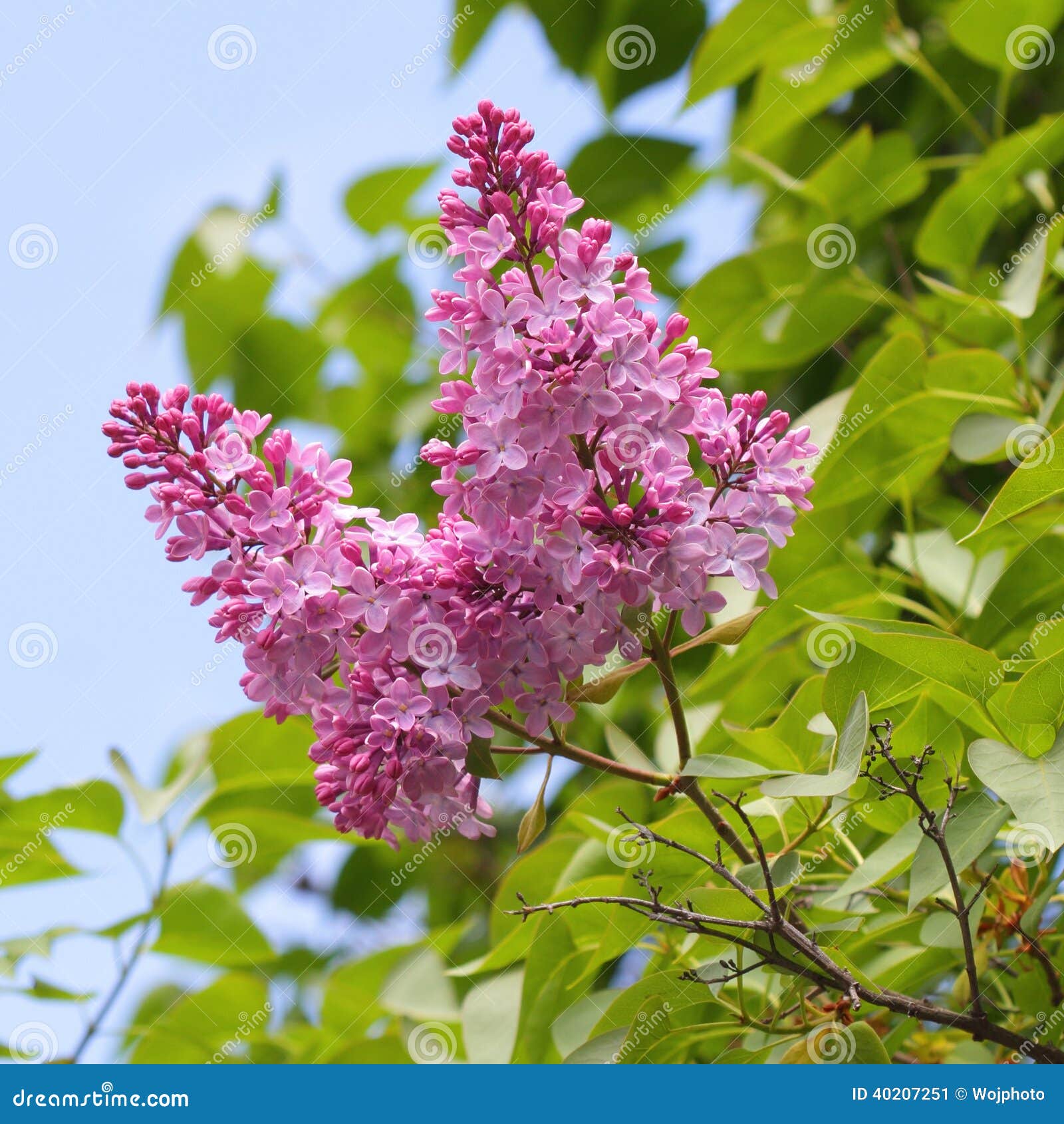 Purple Lilac Blossom Blooming in Spring Stock Image - Image of blossom ...