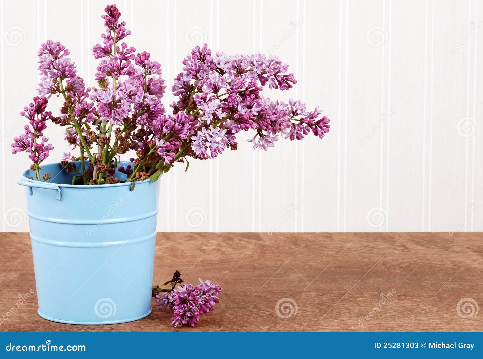 Purple Lilac in a Blue Bucket Stock Image - Image of petals, floral ...