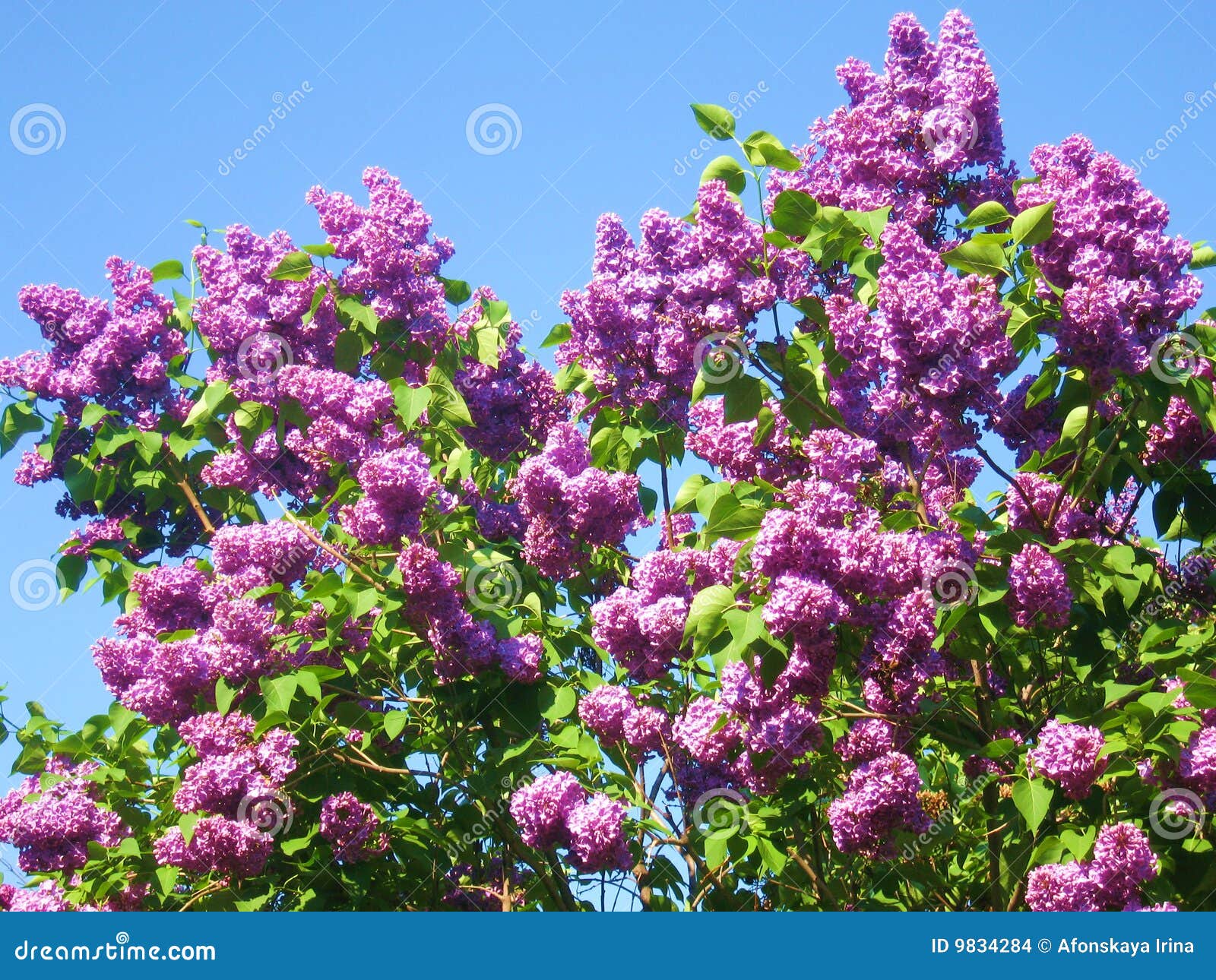 Purple lilac on blue sky stock photo. Image of bloom, flora - 9834284