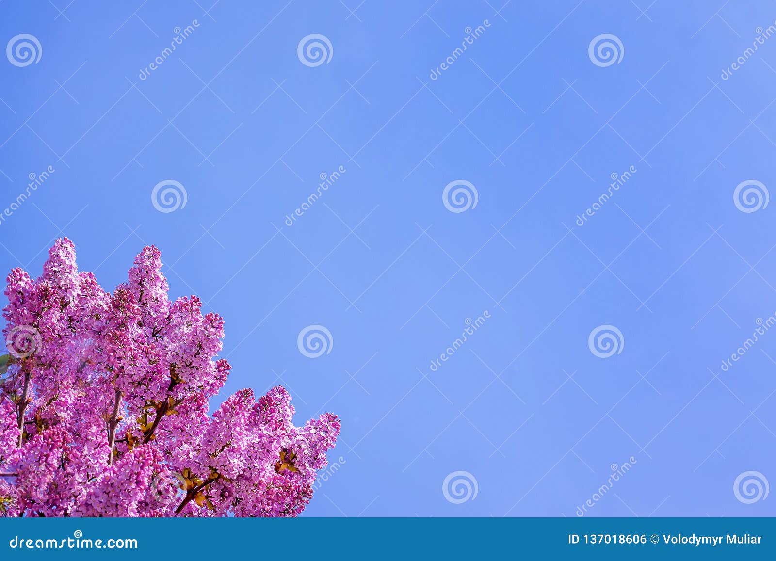 Purple Lilac on the Blue Sky Background. Copy Space_ Stock Photo ...