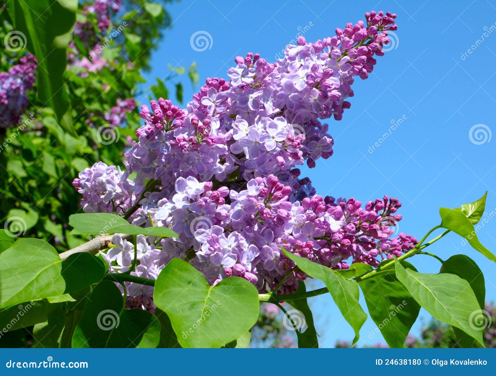 Purple lilac bush stock photo. Image of bunch, branch - 24638180