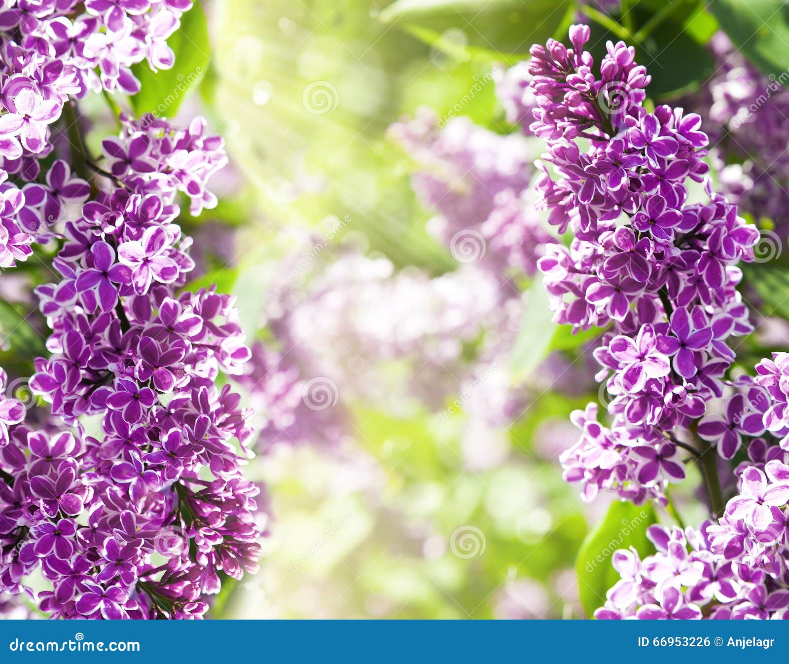 Purple lilac bush blooming stock photo. Image of nature - 66953226