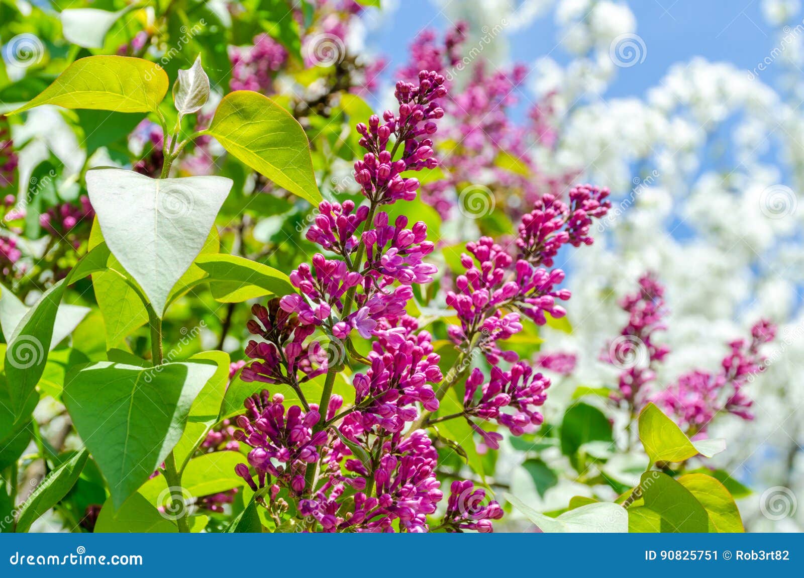 Purple lilac bush blooming stock image. Image of botany - 90825751