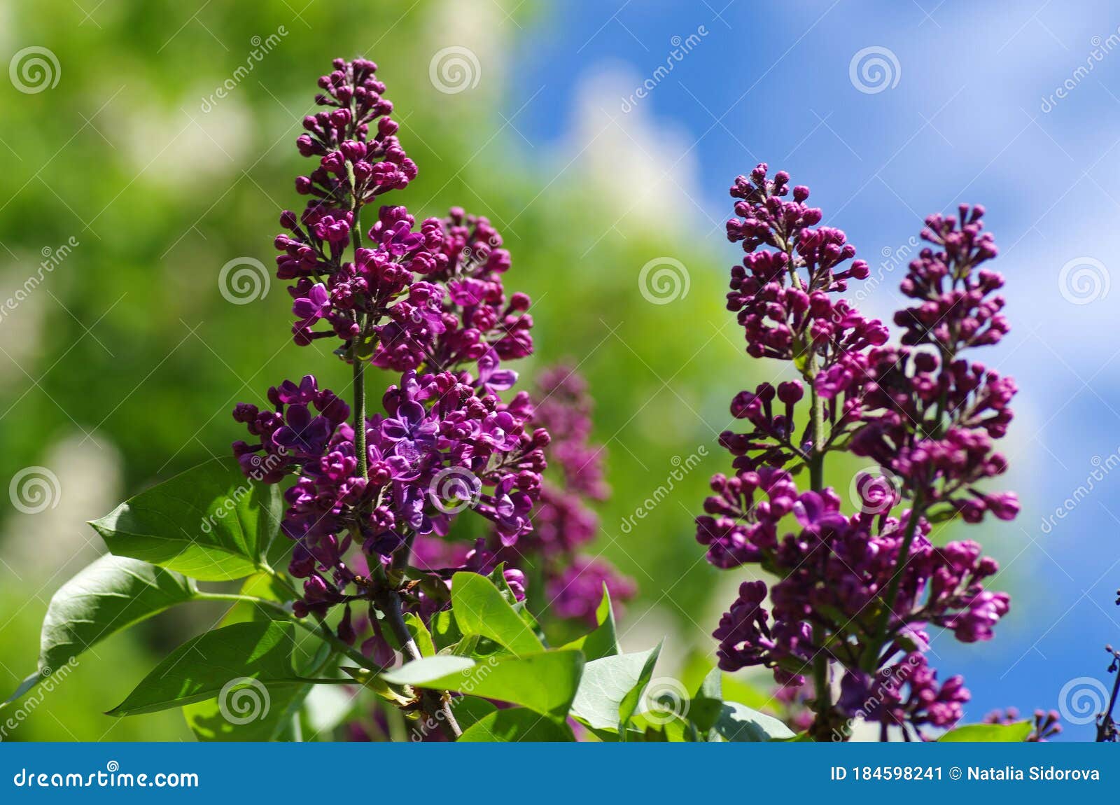 Purple Lilac Bush Blooming in May Day Stock Image - Image of plants ...