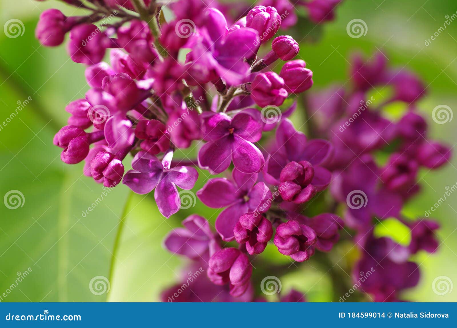 Purple Lilac Bush Blooming in May Day Stock Photo - Image of nature ...