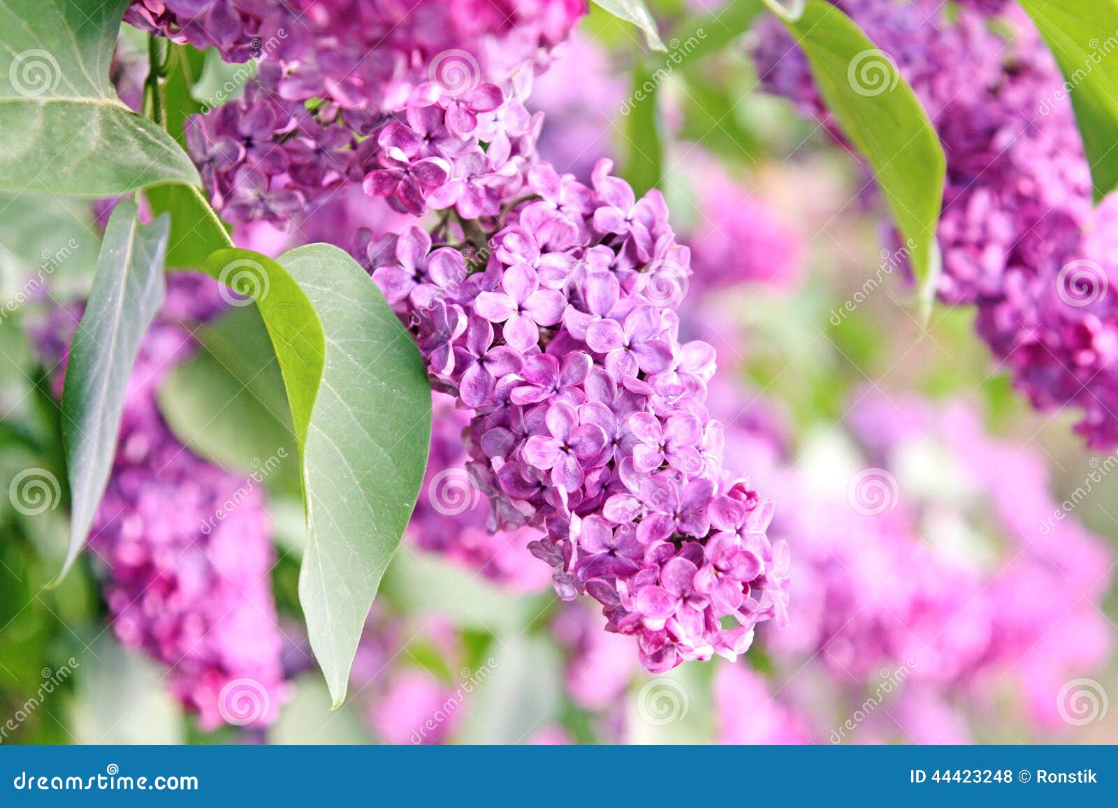 Purple lilac bush stock photo. Image of green, tree, wallpaper - 44423248