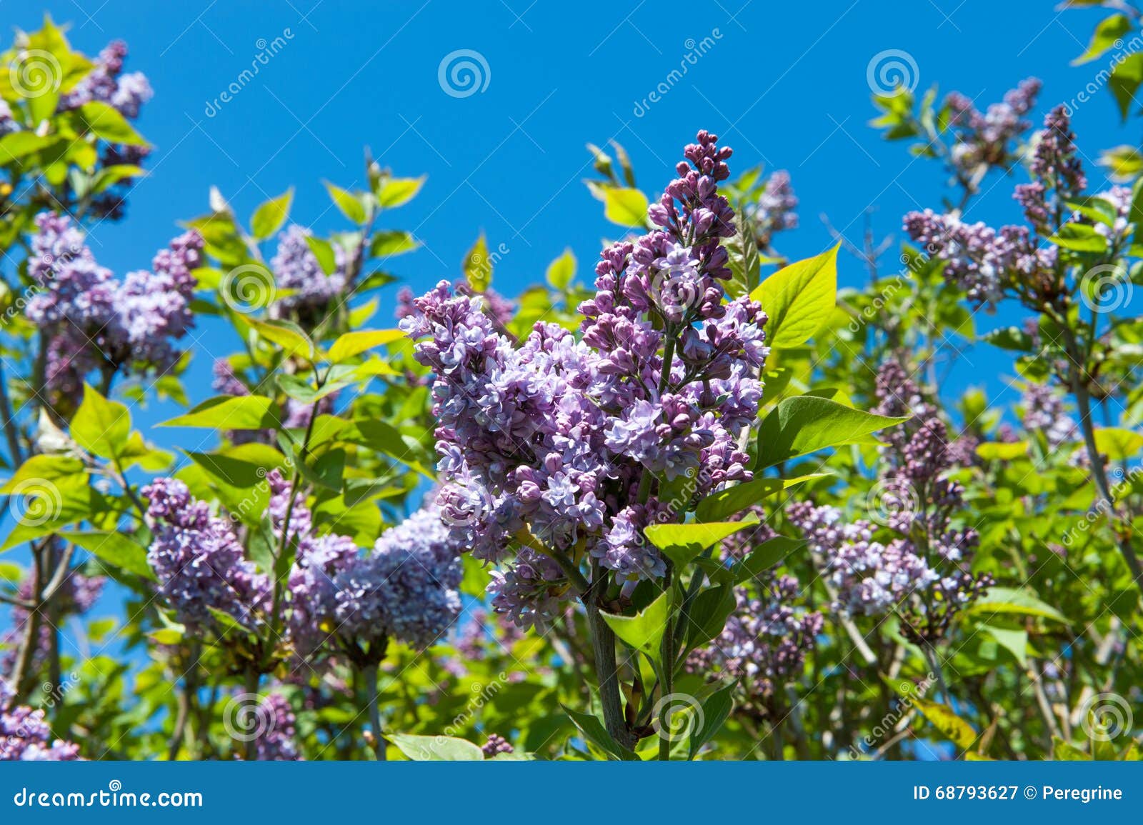 Purple lilac bush stock image. Image of flower, blossom - 68793627