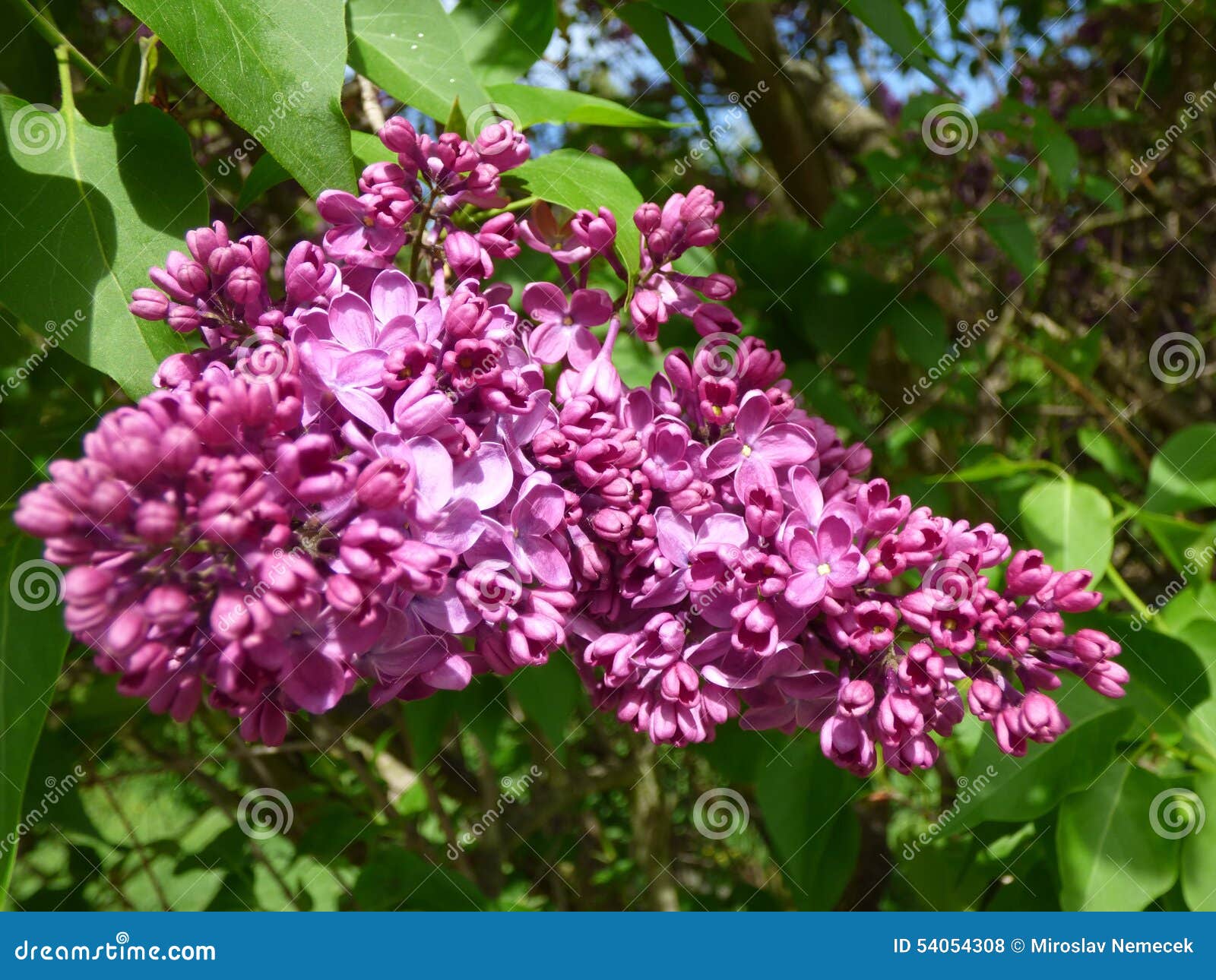 Purple lilac bush stock photo. Image of florescence, beautiful - 54054308