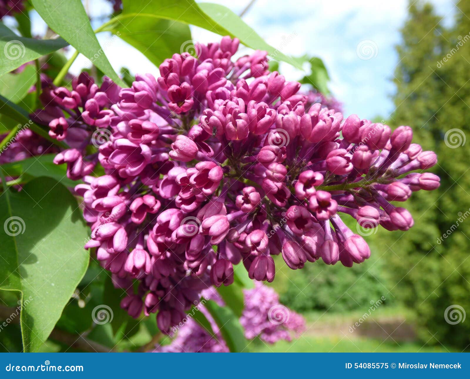 Purple lilac bush stock image. Image of green, closeup - 54085575