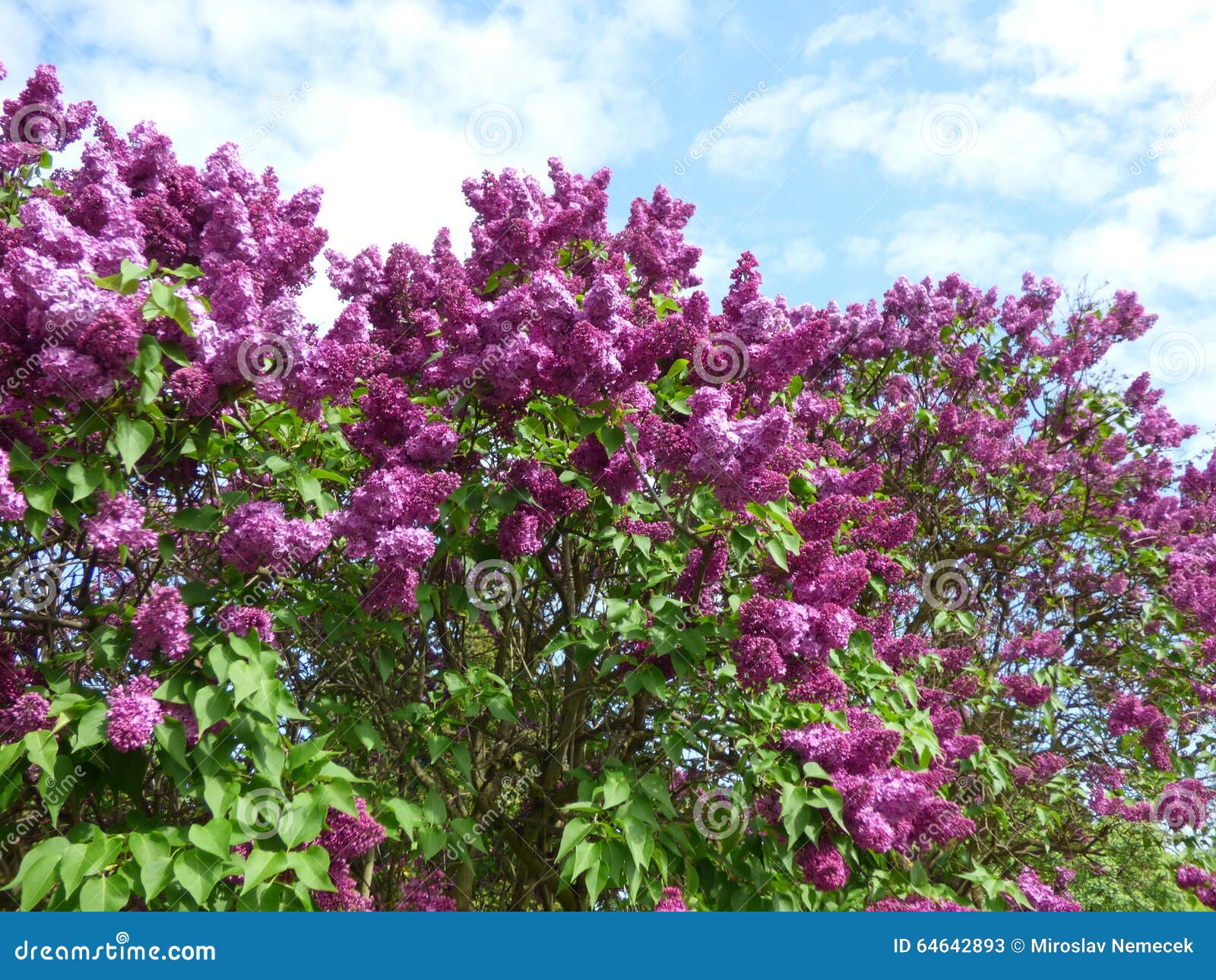 Purple lilac bush stock image. Image of growth, floral - 64642893