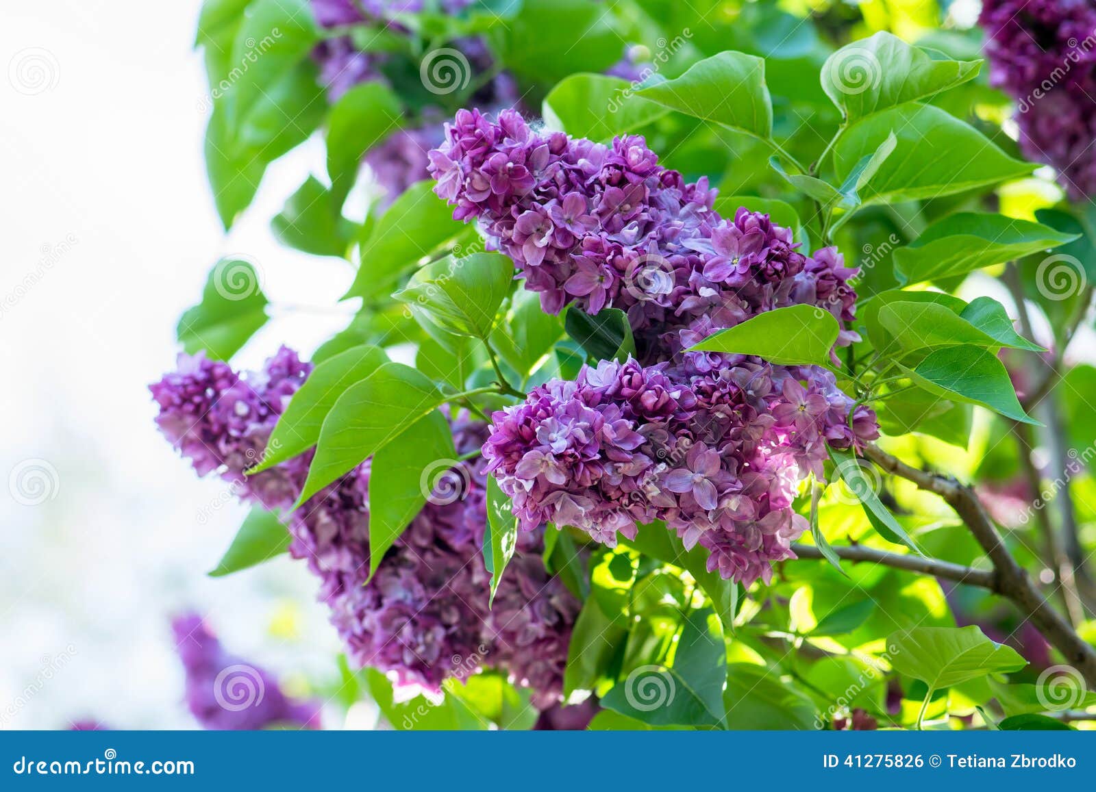 Purple lilac flowers stock photo. Image of bush, plants - 41275826