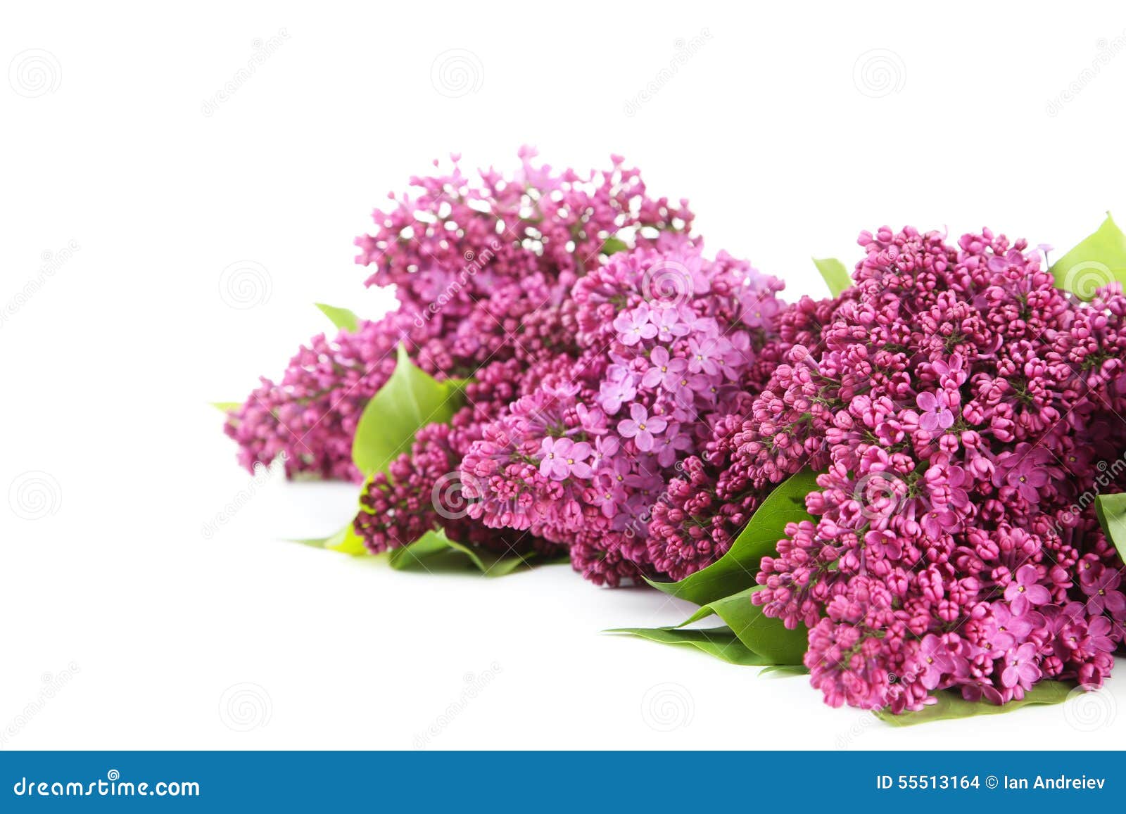 Purple lilac stock photo. Image of floral, arrangement - 55513164