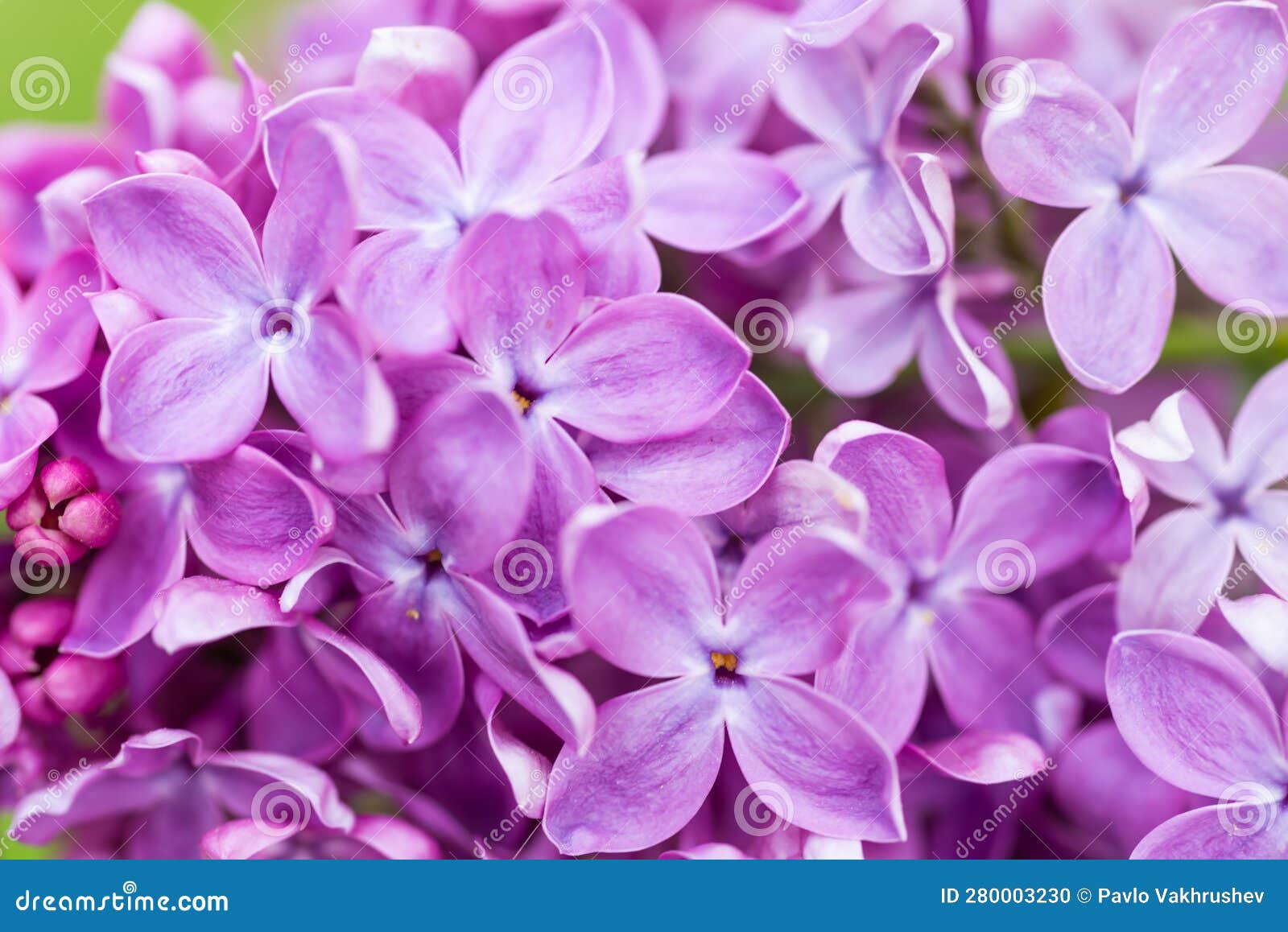 Purple Lilac Flowers Macro Background Stock Photo - Image of closeup ...