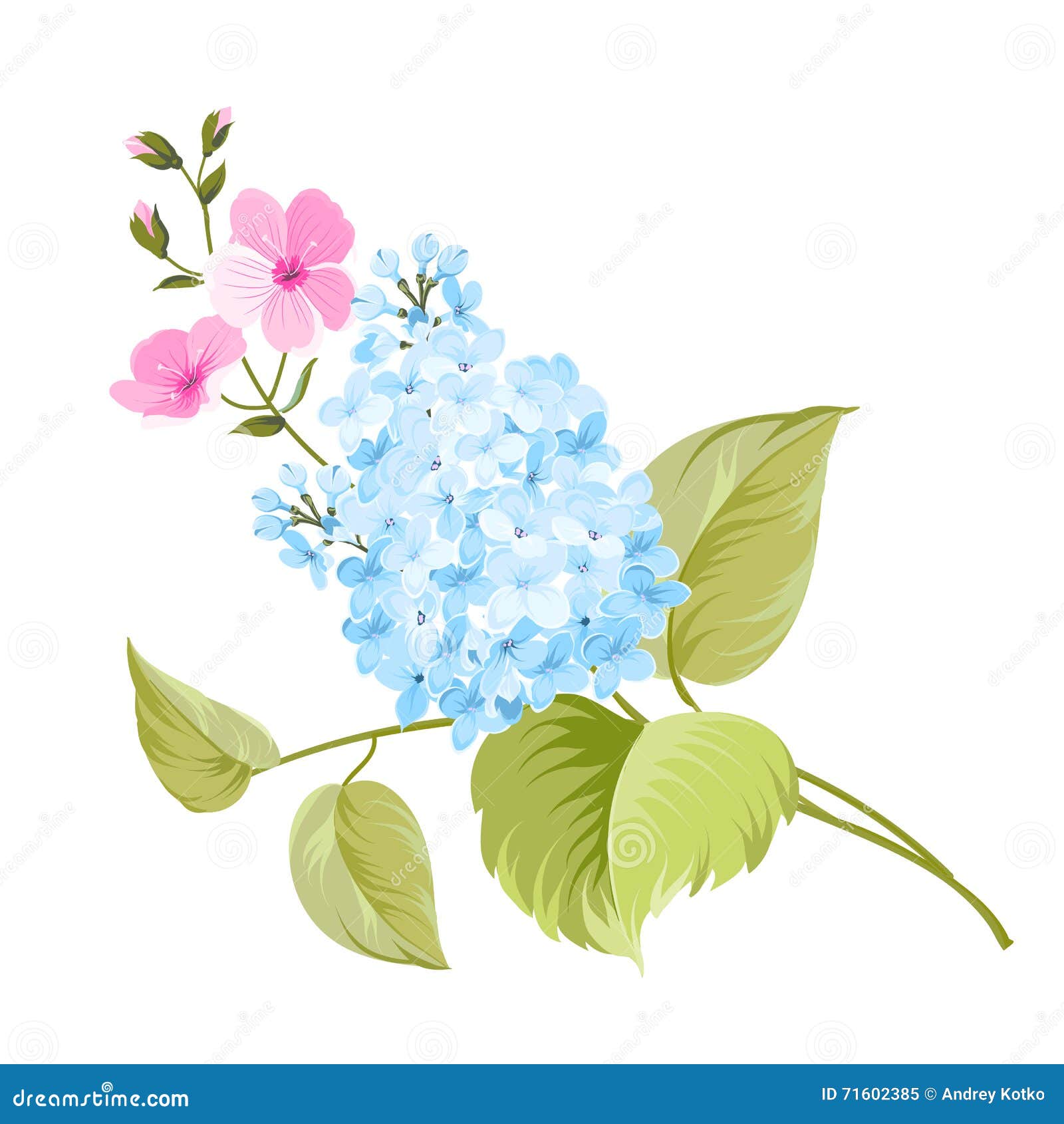Purple Lilac Flowers of Syringa. Stock Vector - Illustration of pistil ...