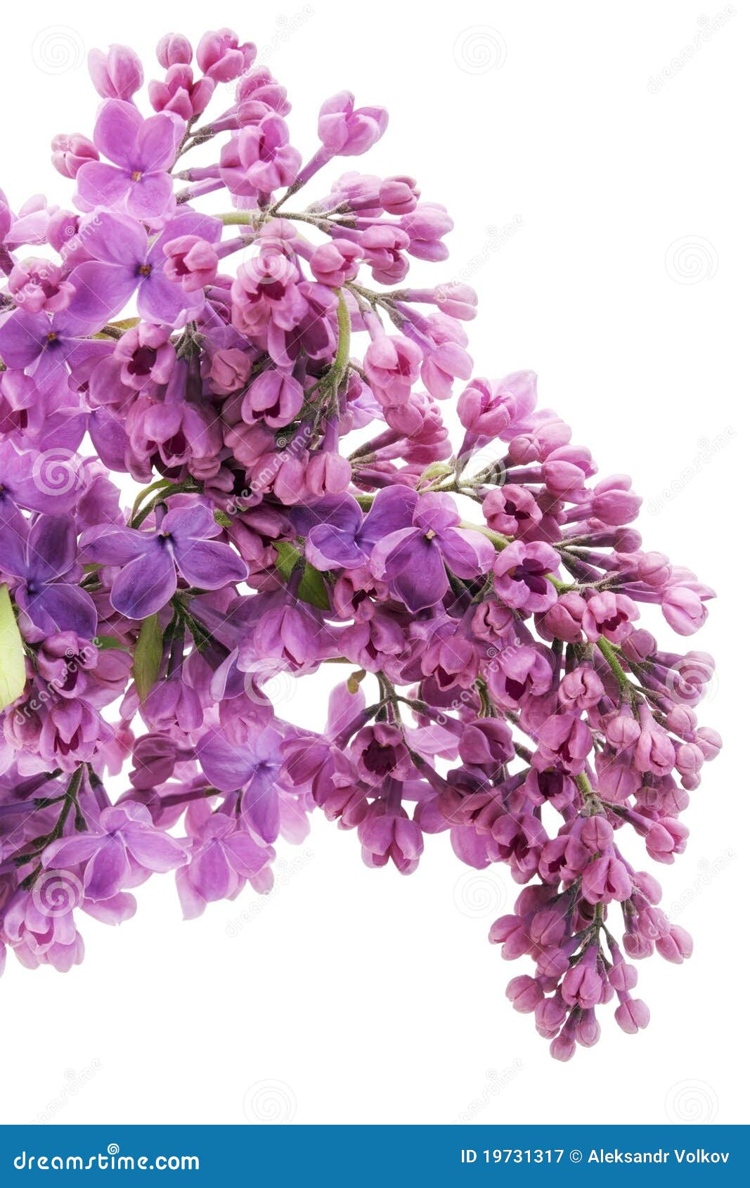 Purple lilac macro stock image. Image of flowering, pink - 19731317