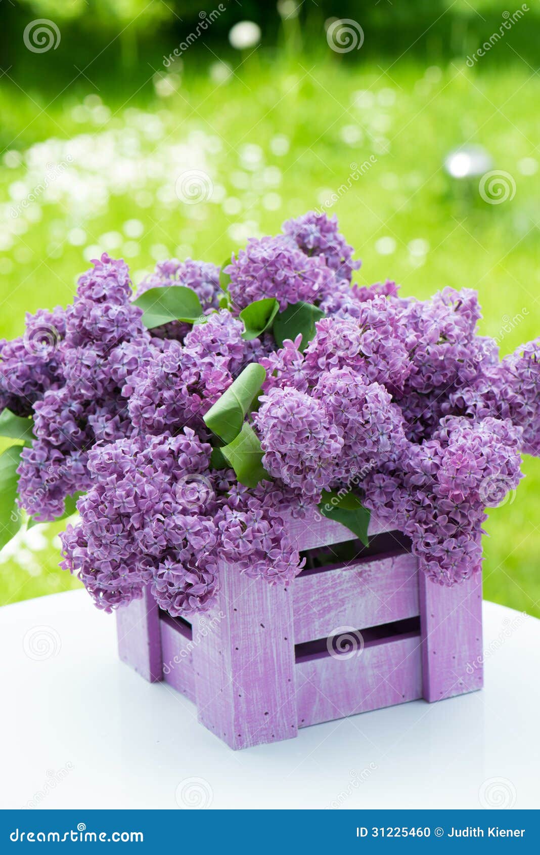 Purple lilac stock photo. Image of floral, gardening - 31225460