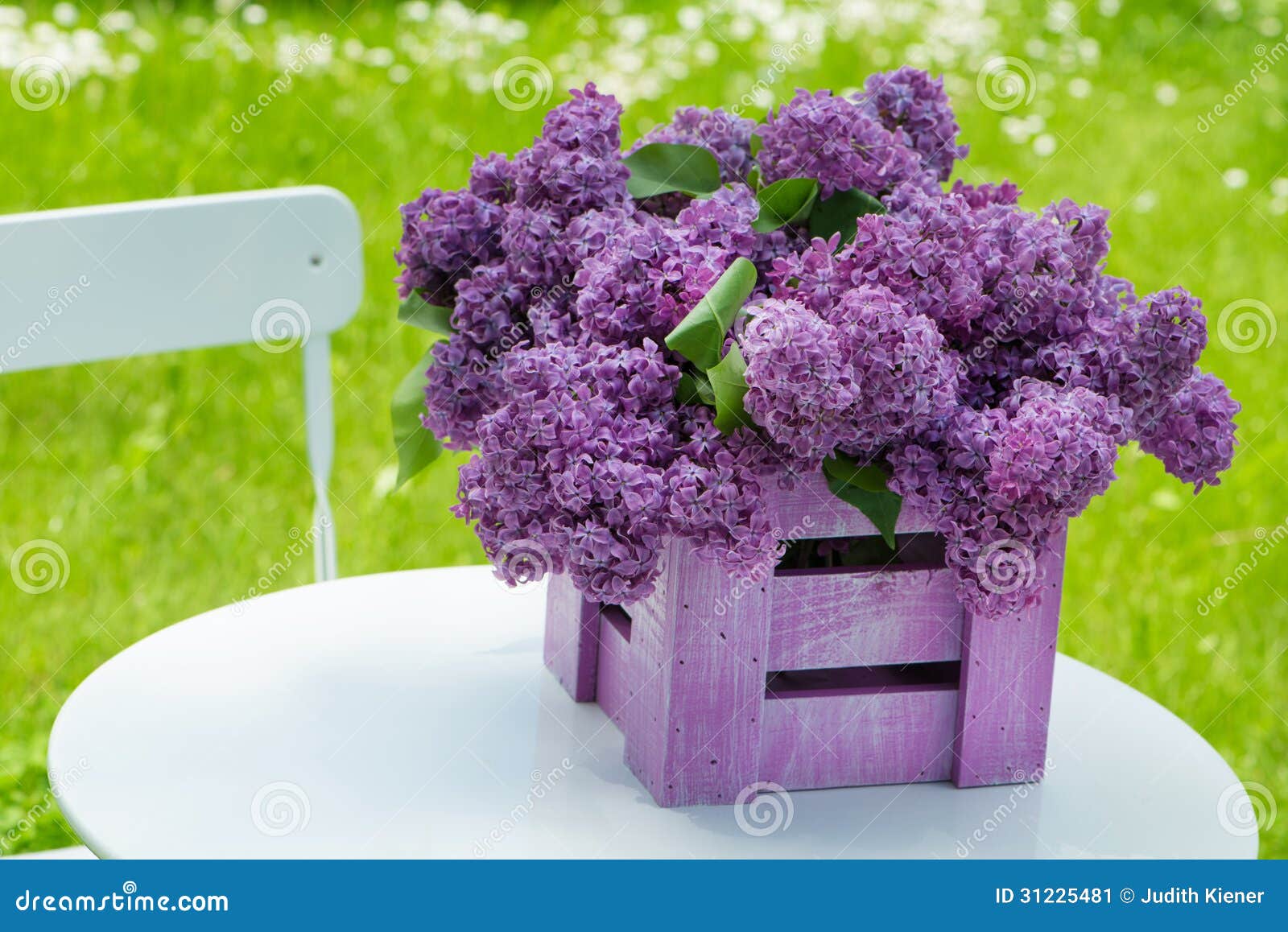 Purple lilac stock image. Image of blooming, plant, purple - 31225481