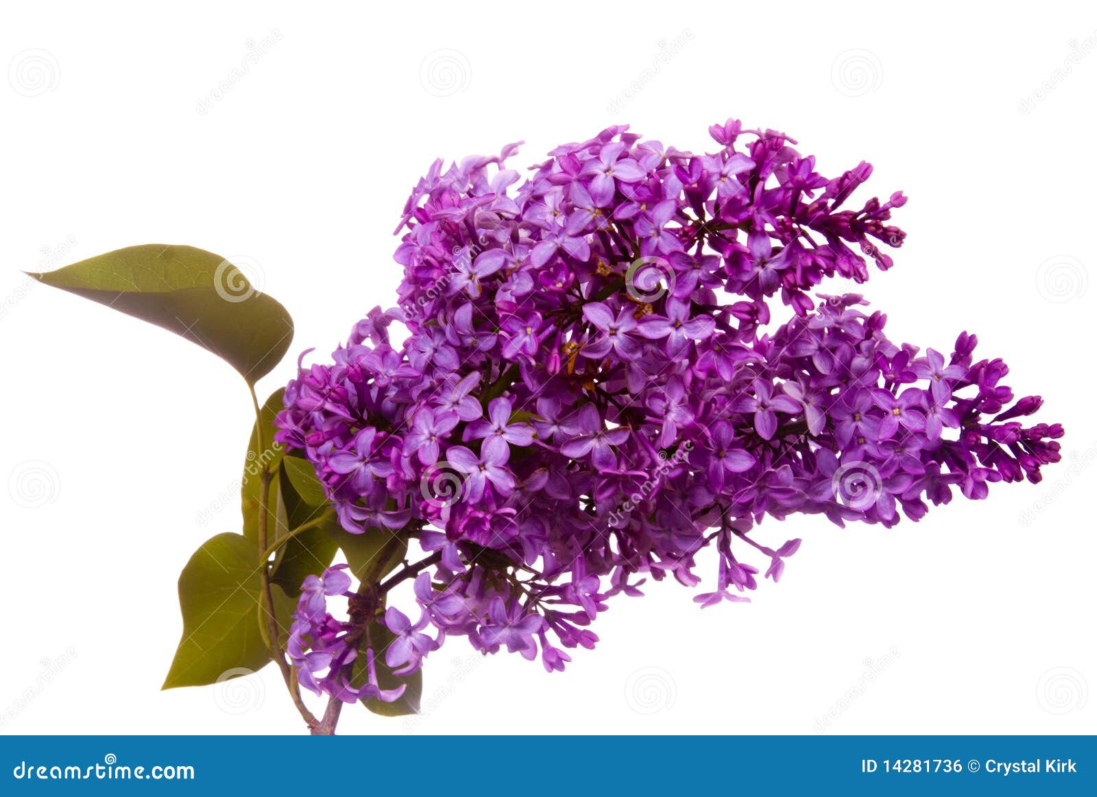 Purple lilacs stock photo. Image of isolated, seasonal - 14281736