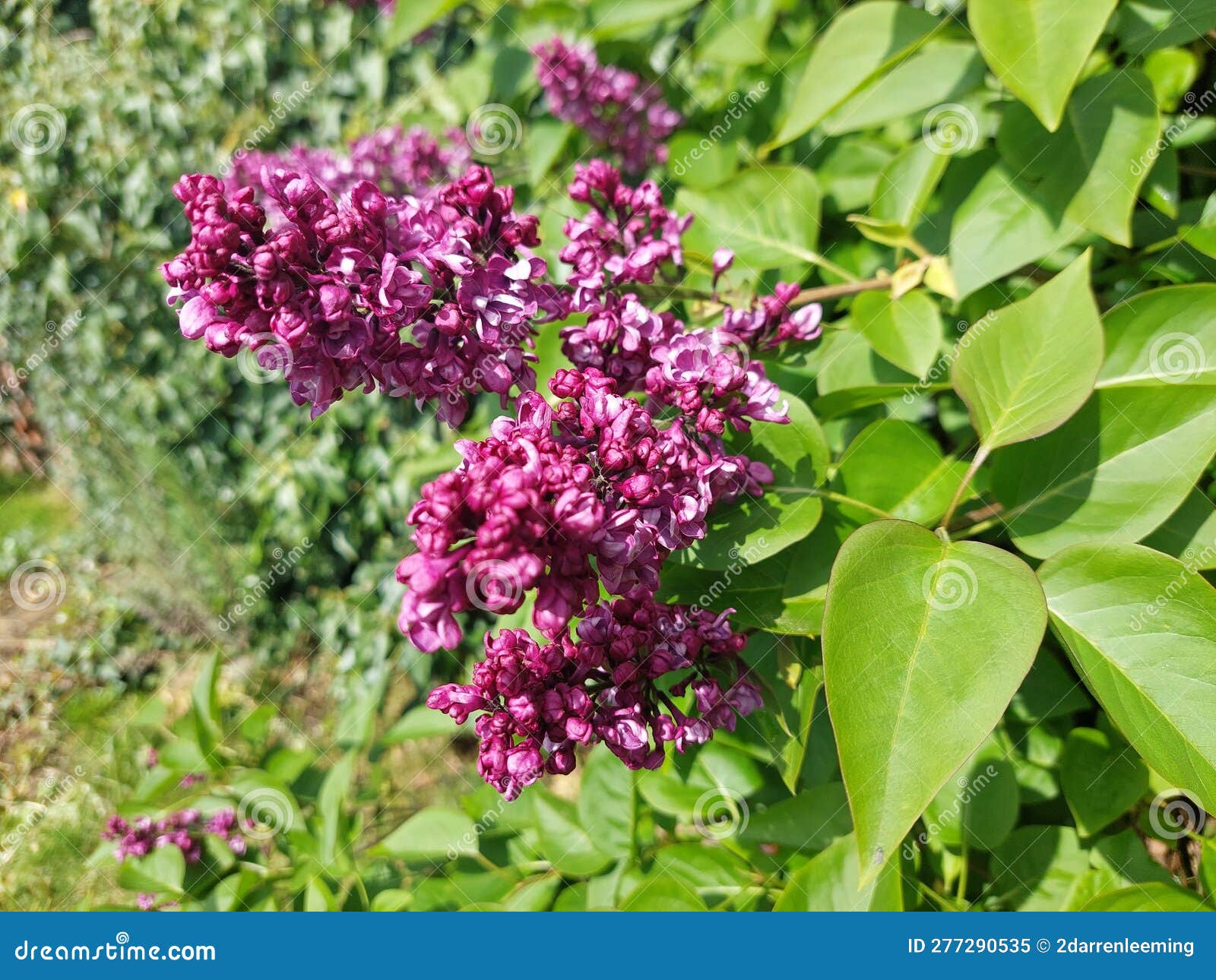 Purple Lilacs Isolated Spring Time England UK Stock Image - Image of ...