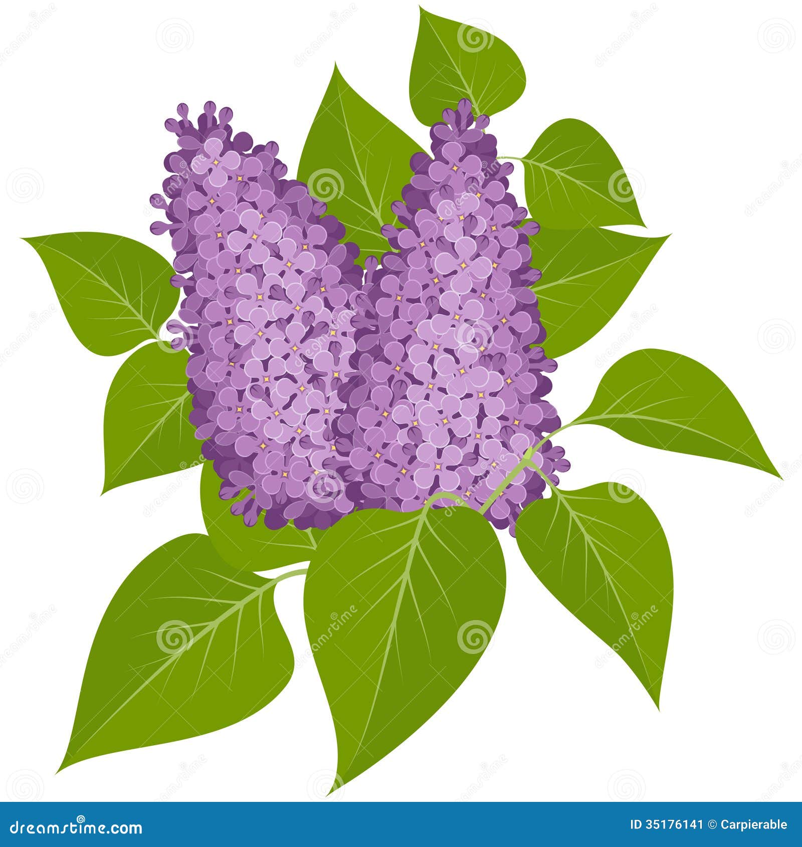 Lilac Tree Drawing