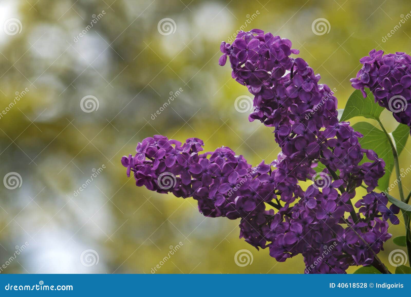 Purple Lilacs in Springtime Stock Photo - Image of outdoors, common ...