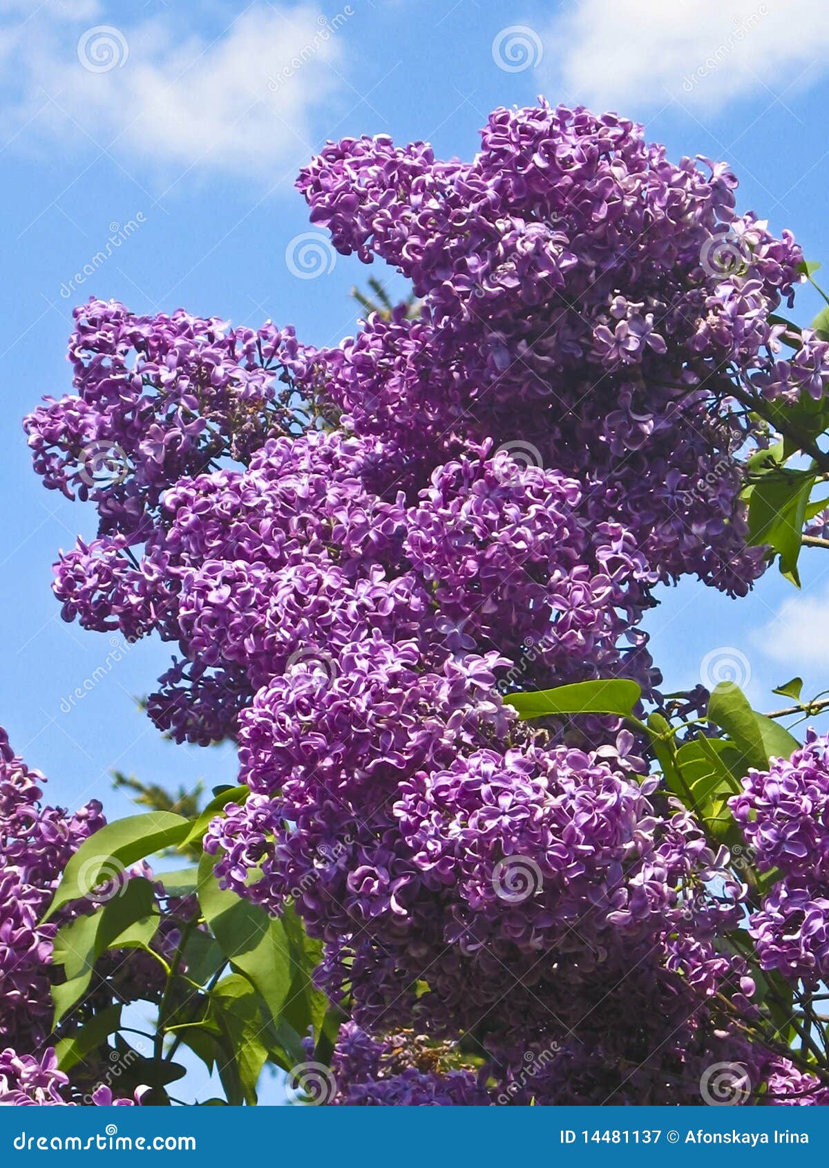 Purple lilas stock image. Image of lilas, branch, nature - 14481137