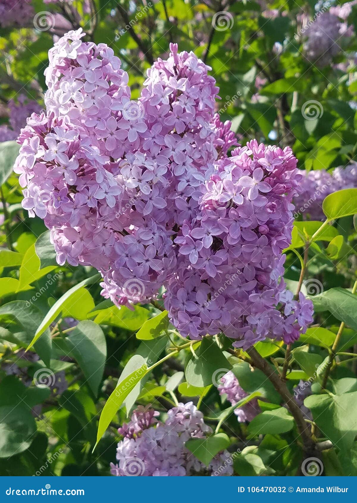 Purple Lilocks stock photo. Image of trees, flower, purple - 106470032