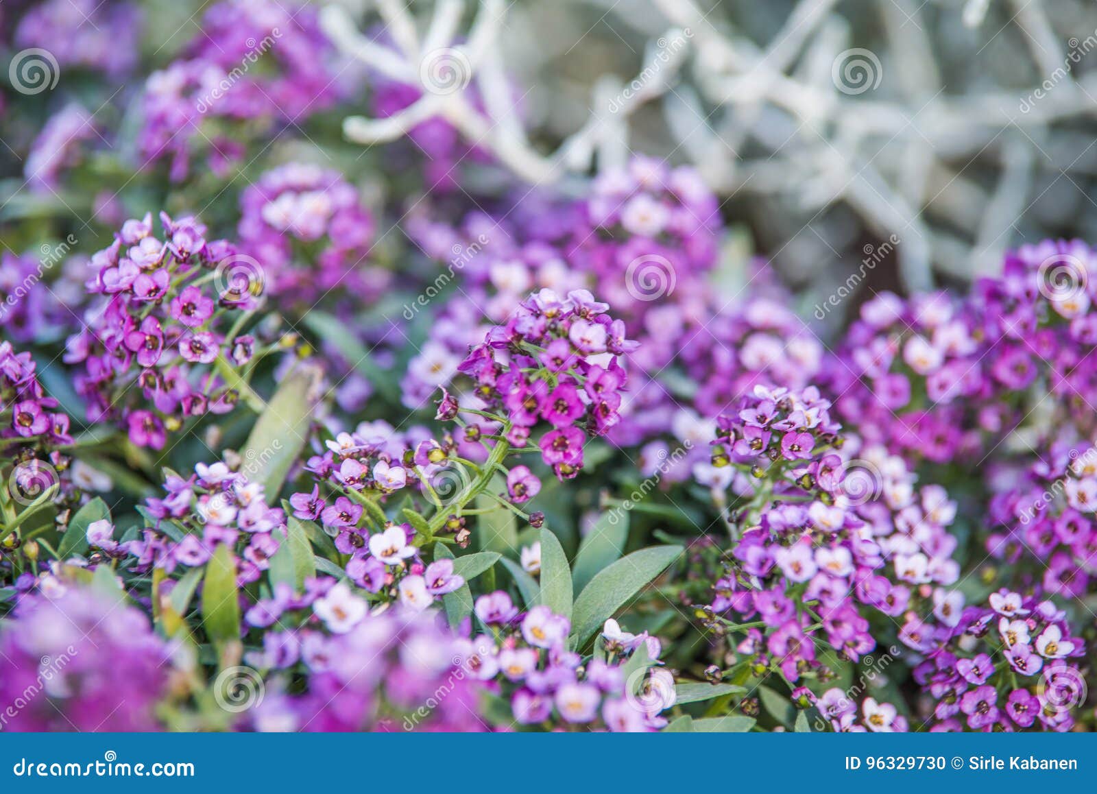 Purple Lobularia stock photo. Image of natural, colorful - 96329730