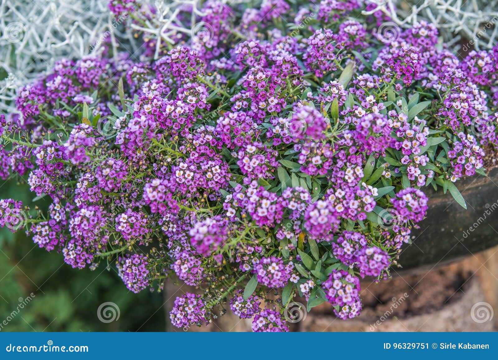 Purple Lobularia stock image. Image of copy, botany, detail - 96329751