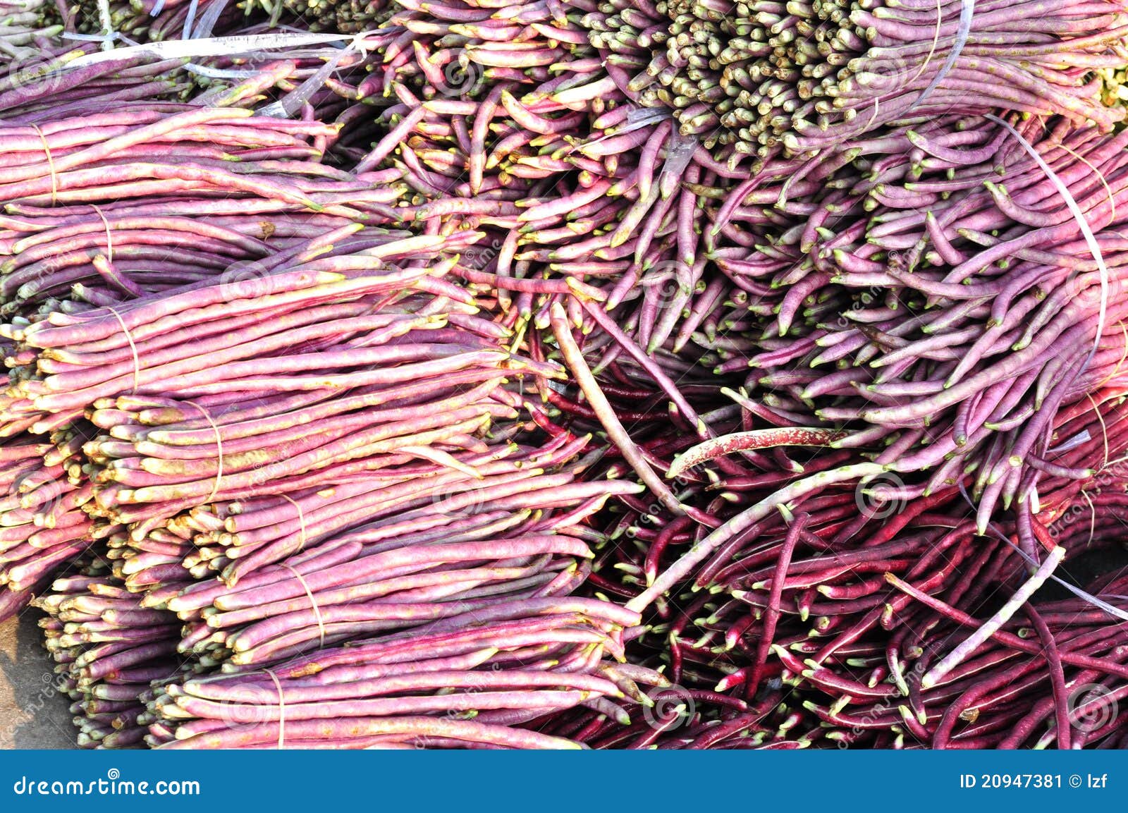 740 Purple Long Bean Stock Photos - Free & Royalty-Free Stock Photos ...