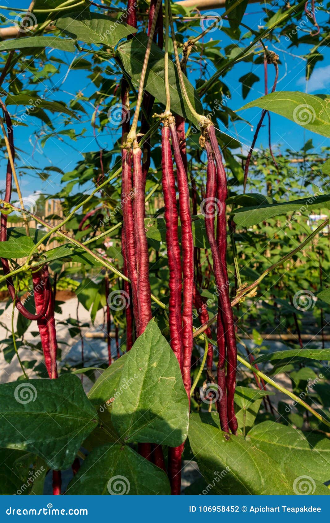Purple Long Bean stock photo. Image of harvest, long - 106958452