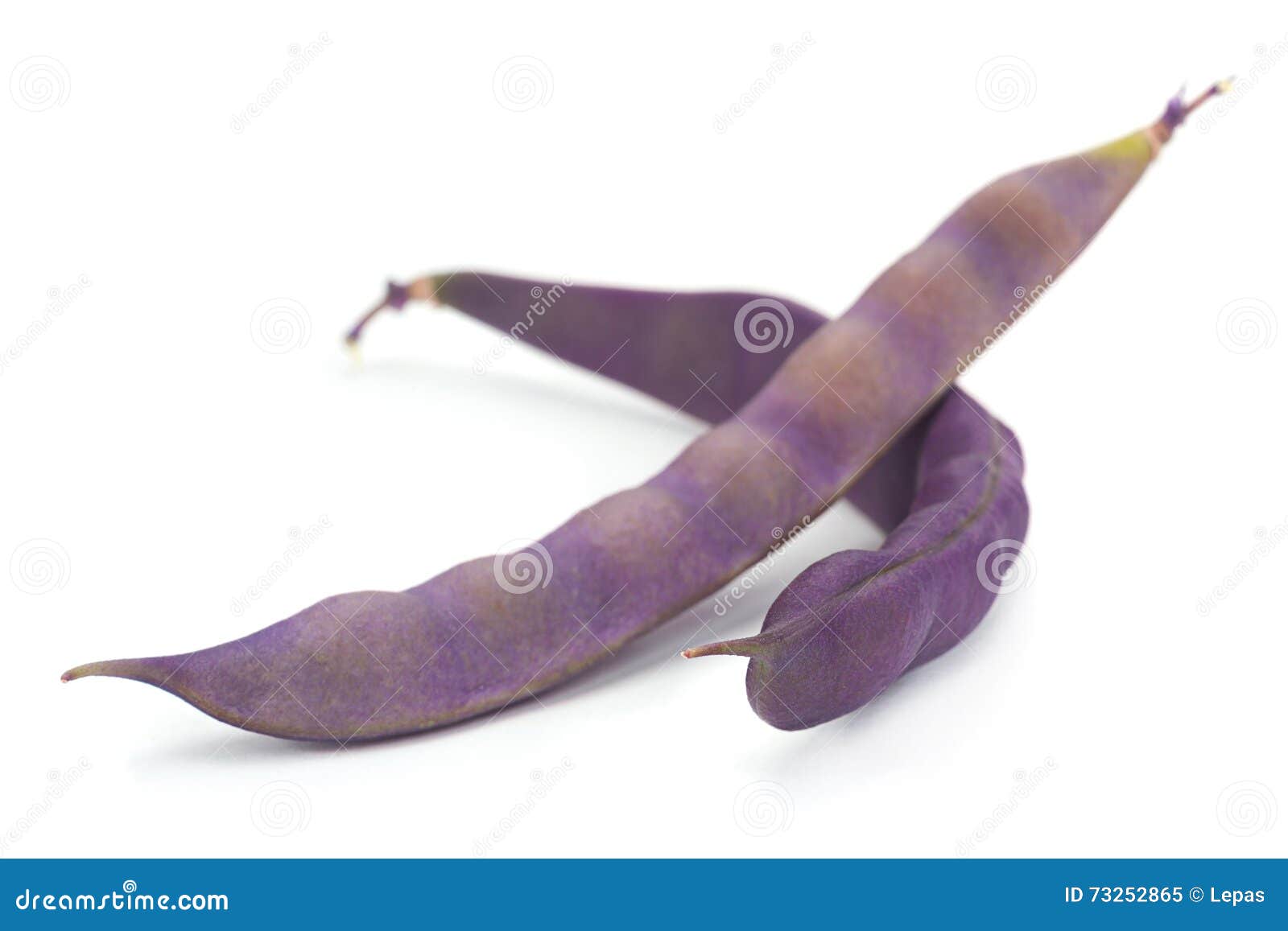 Purple long bean stock image. Image of health, peas, fresh - 73252865
