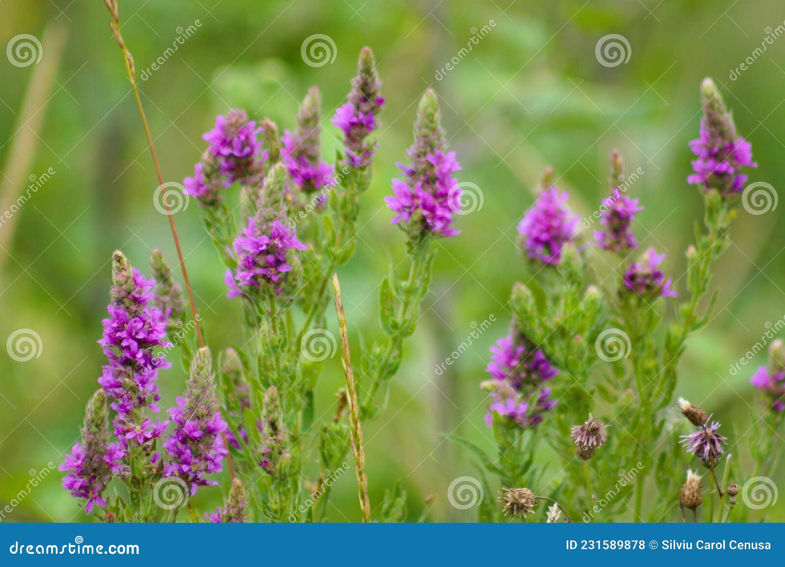 Purple Loosestrife in Bloom Close-up Landscape View of Stock Photo ... Purple Loosestrife in Bloom Close-up Landscape View of Stock Photo ...